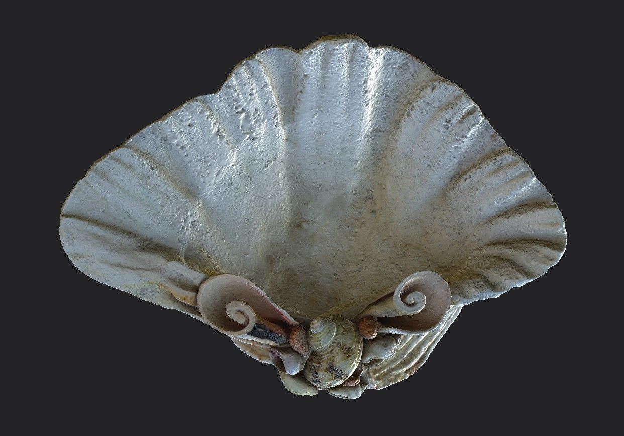3D model Shell Bowl VR / AR / low-poly | CGTrader