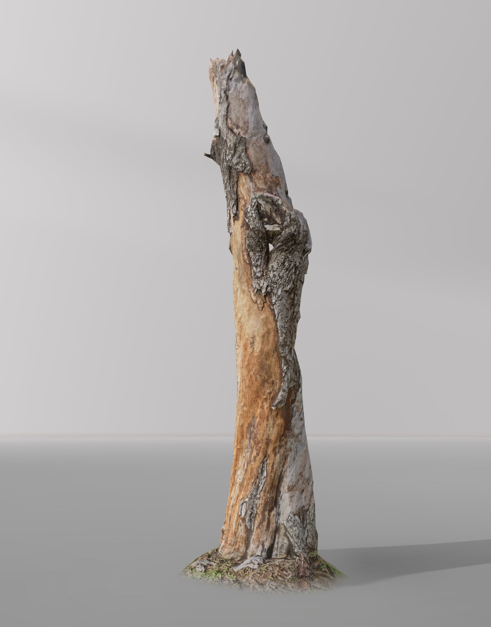 Tree dead 03 Scan free VR / AR / low-poly 3D model | CGTrader