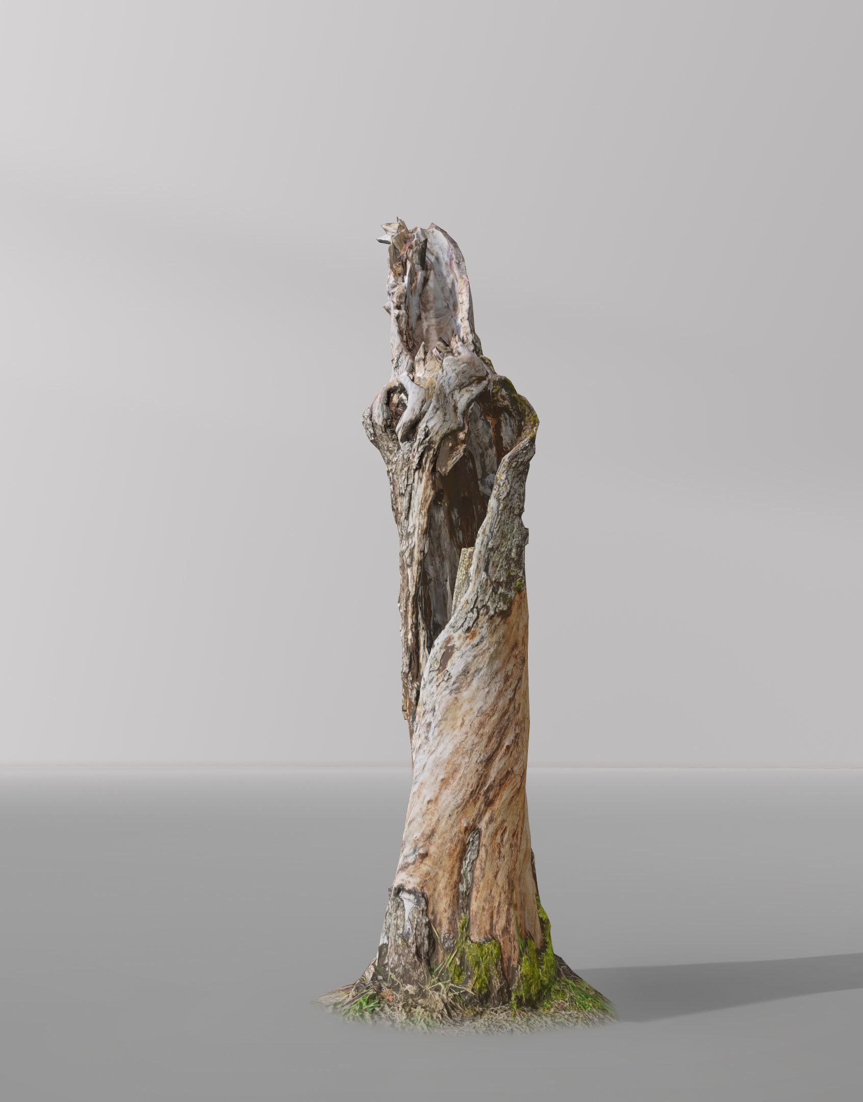 Tree dead 03 Scan free VR / AR / low-poly 3D model | CGTrader