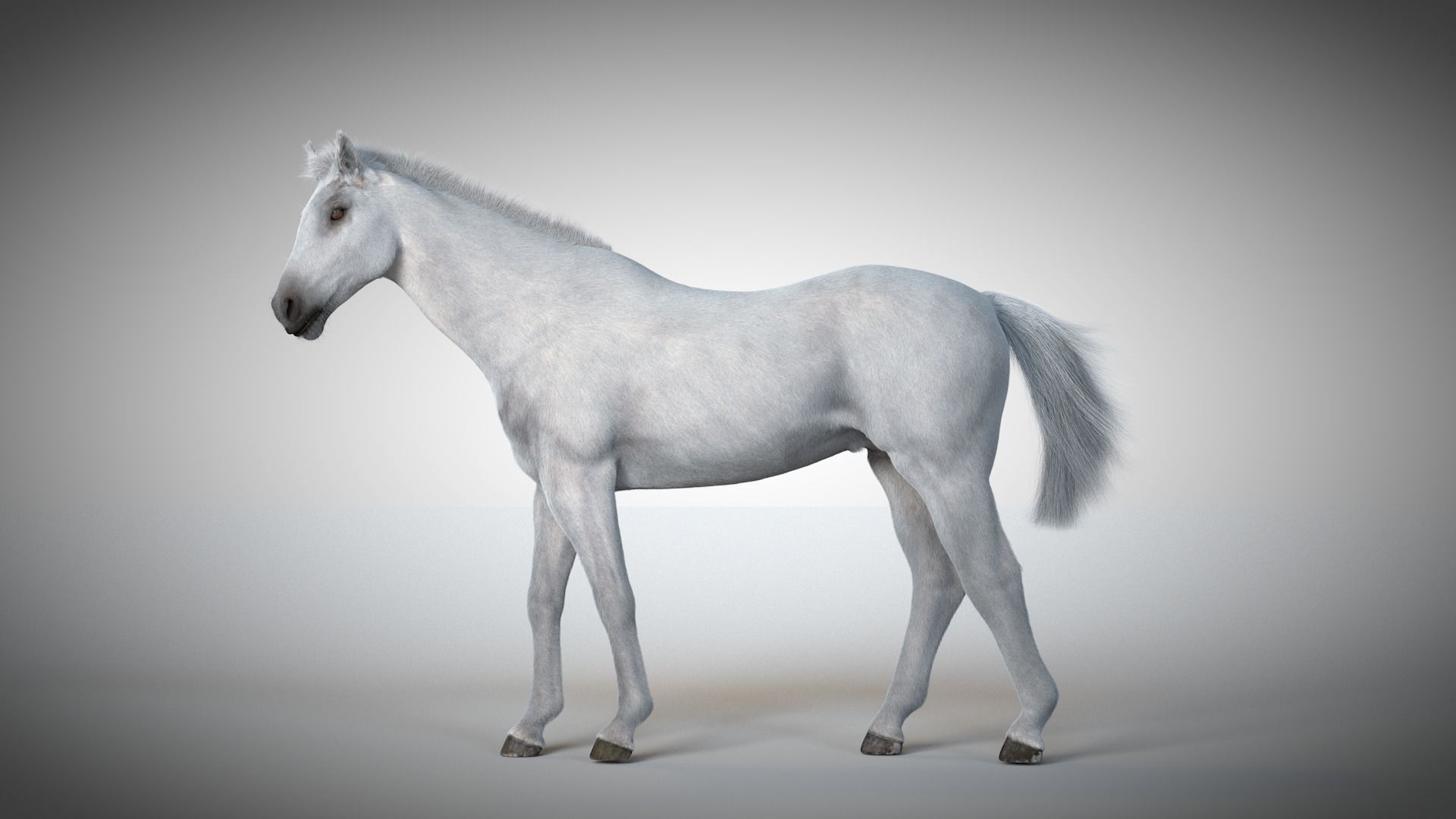 Rigged and Animated Stallion 3D model animated rigged | CGTrader
