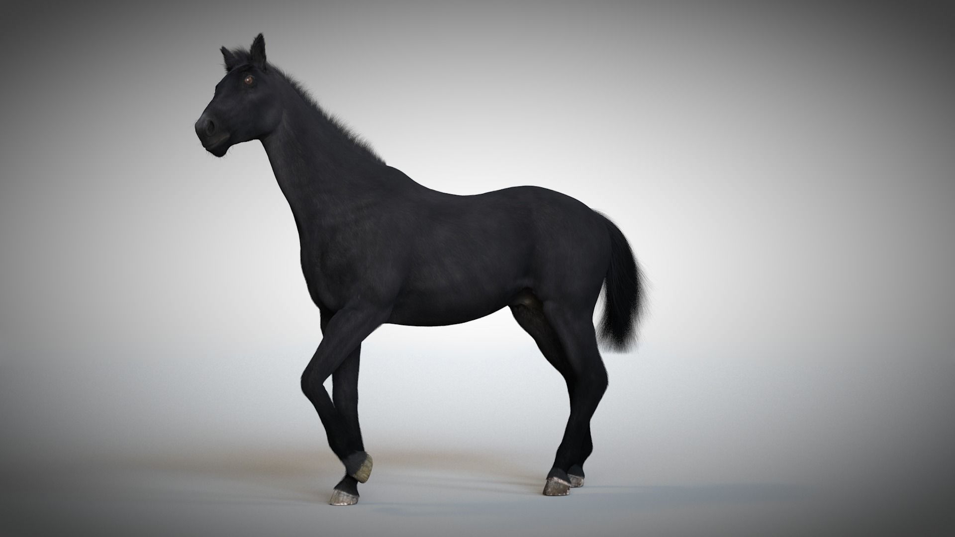 Rigged and Animated Stallion 3D model animated rigged | CGTrader