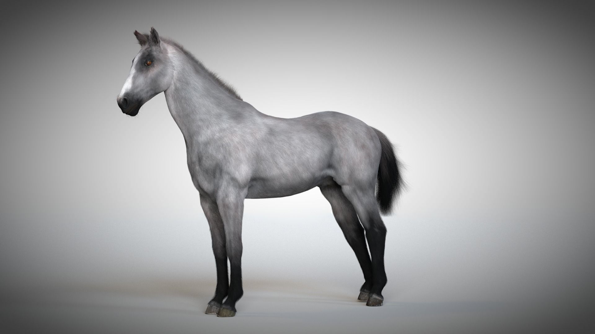 Rigged and Animated Stallion 3D model animated rigged | CGTrader