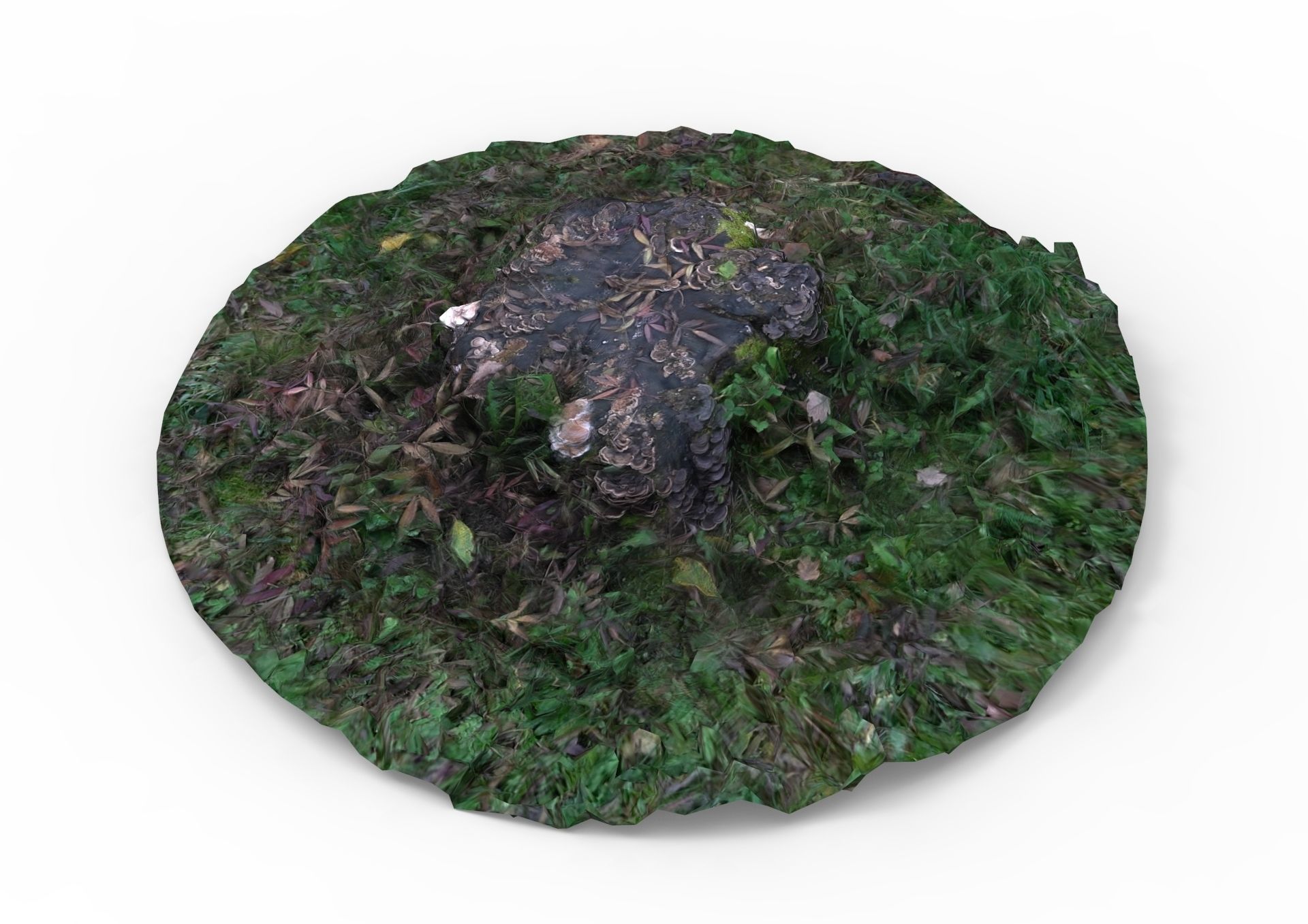 Musky trunk free VR / AR / low-poly 3D model | CGTrader