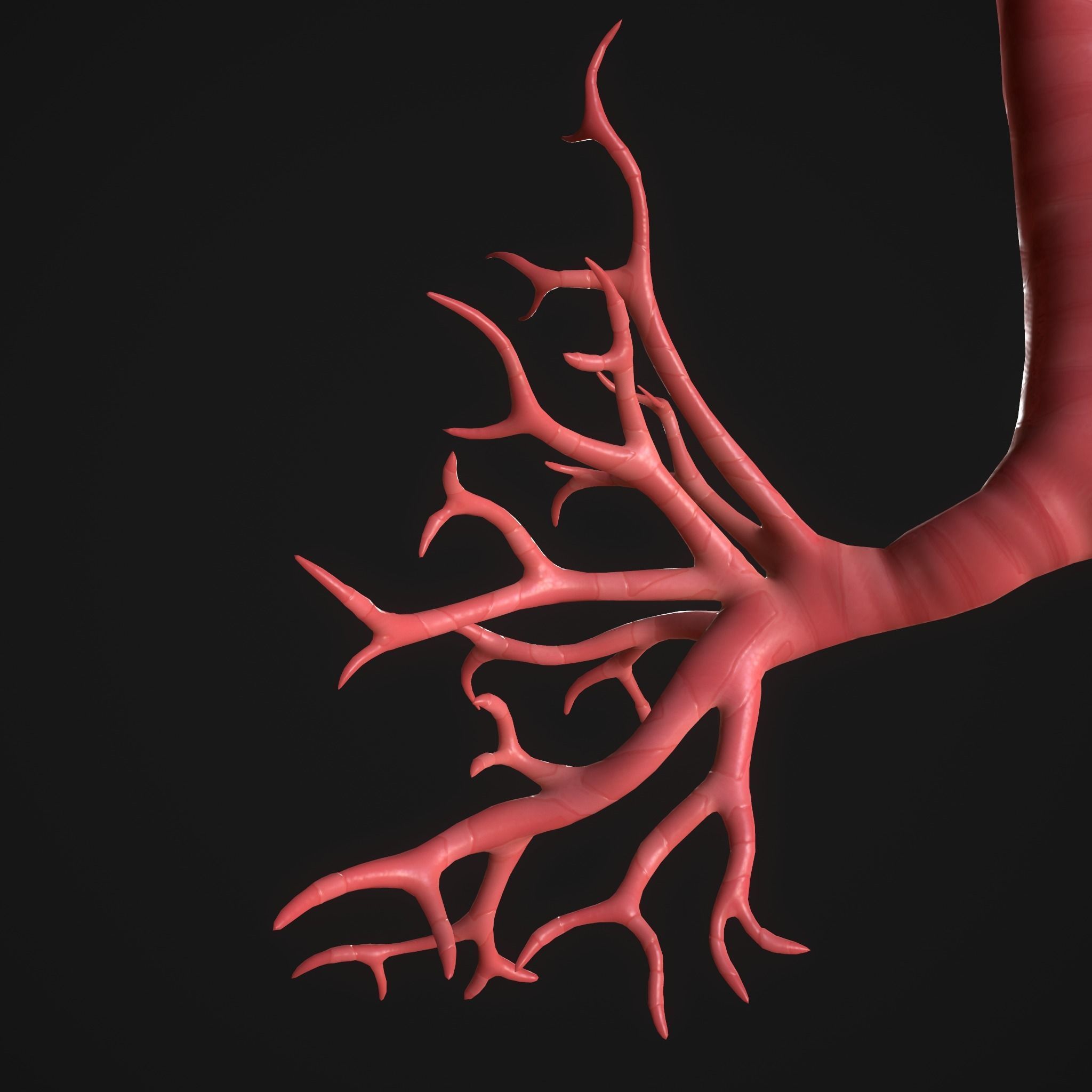 3D model Human Bronchi VR / AR / low-poly | CGTrader