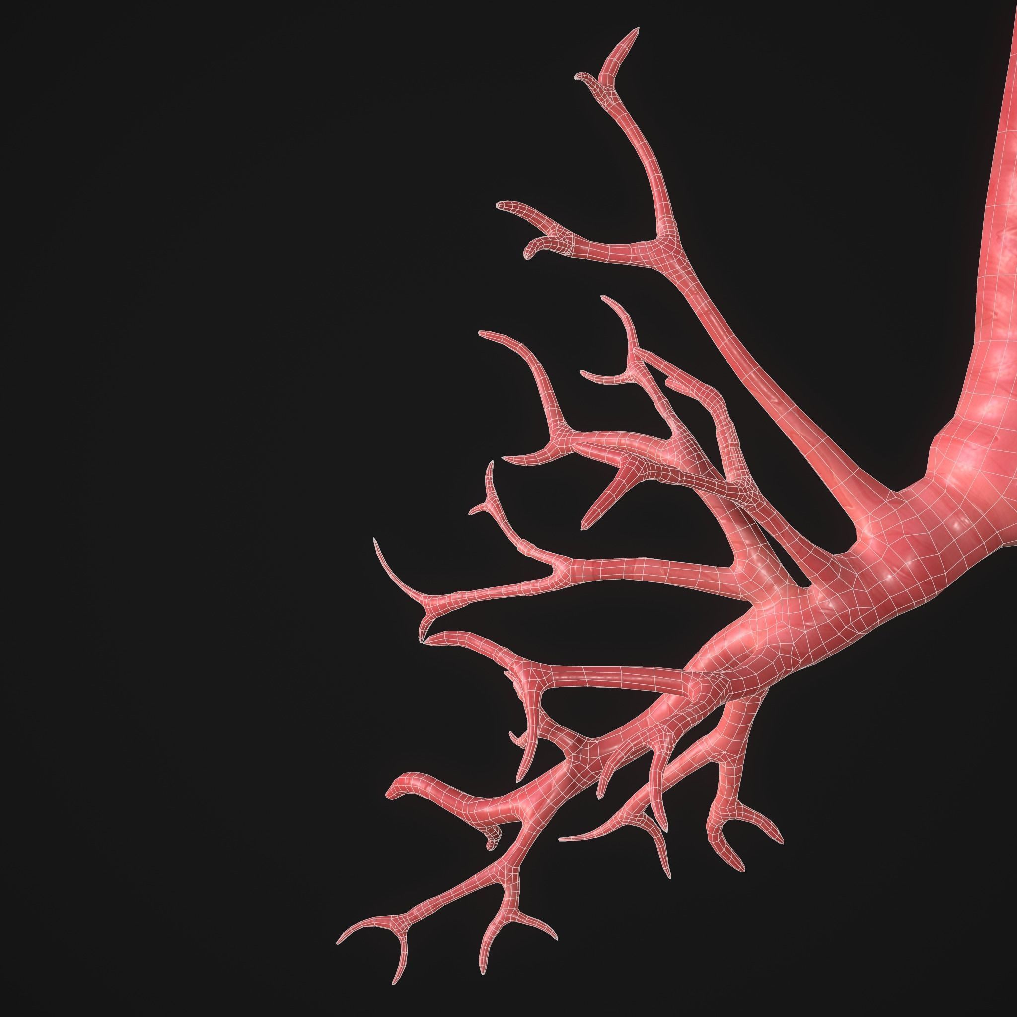 3D model Human Bronchi VR / AR / low-poly | CGTrader
