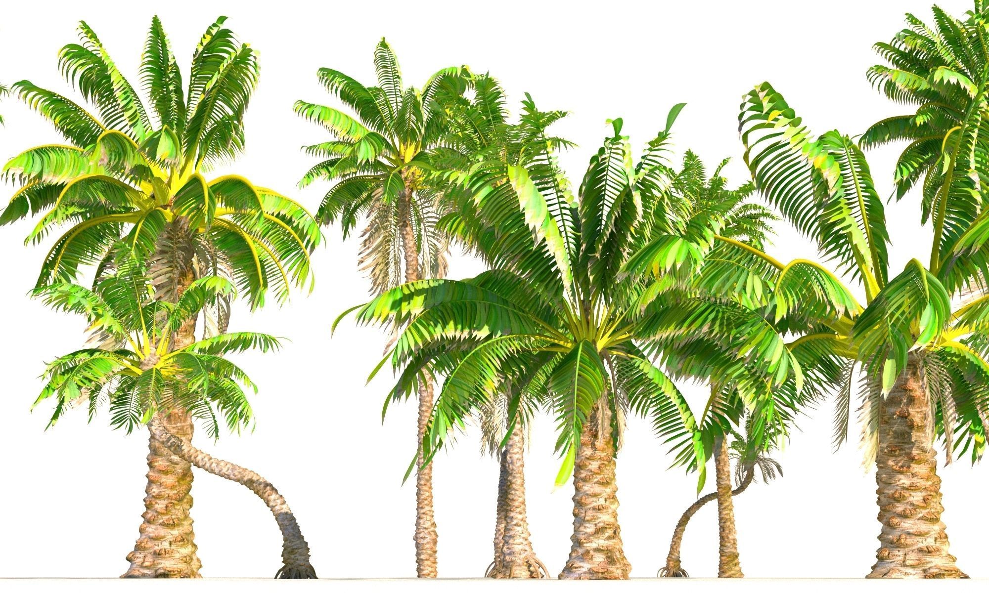 Animated Palm Trees 3D model animated | CGTrader