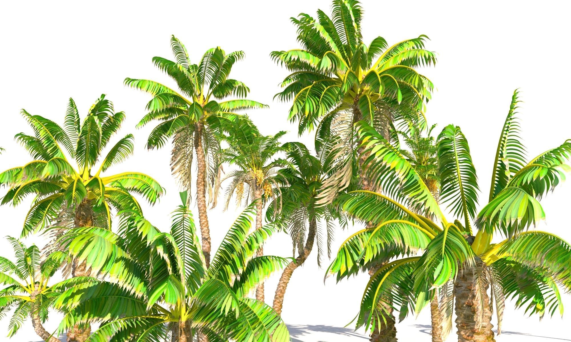 Animated Palm Trees 3D model animated | CGTrader
