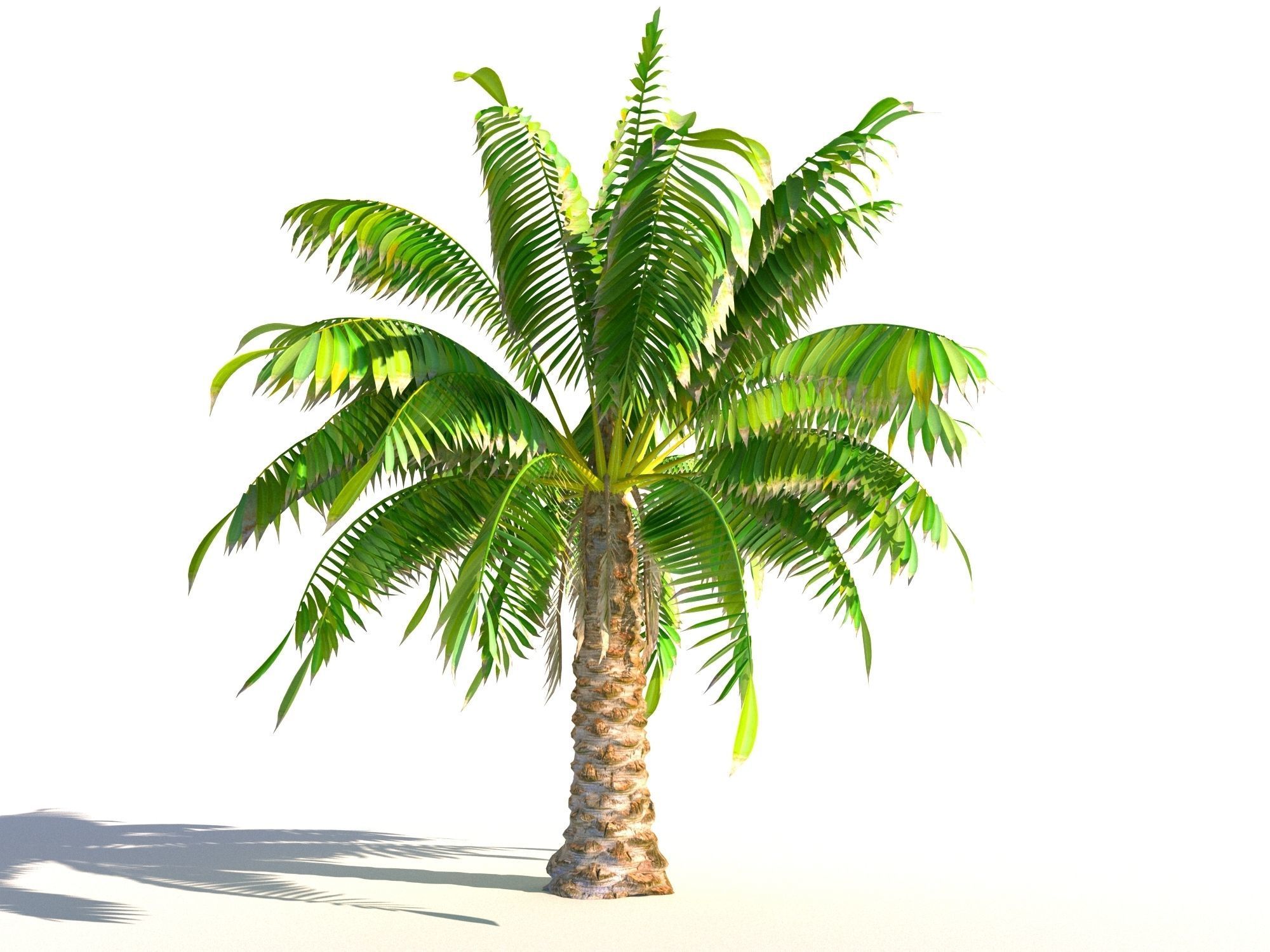 Animated Palm Trees 3D model animated | CGTrader