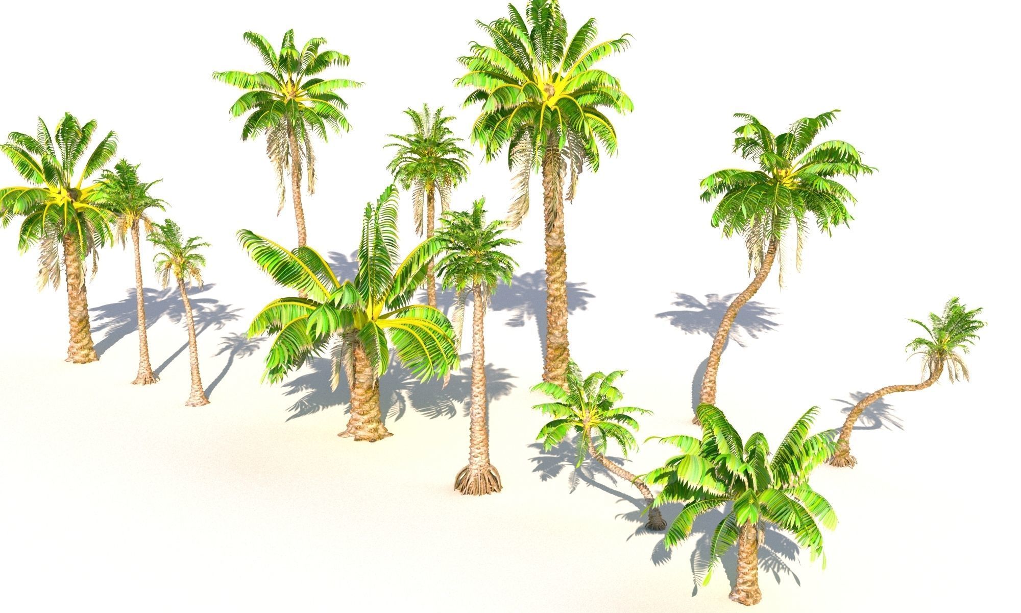 Animated Palm Trees 3D model animated | CGTrader