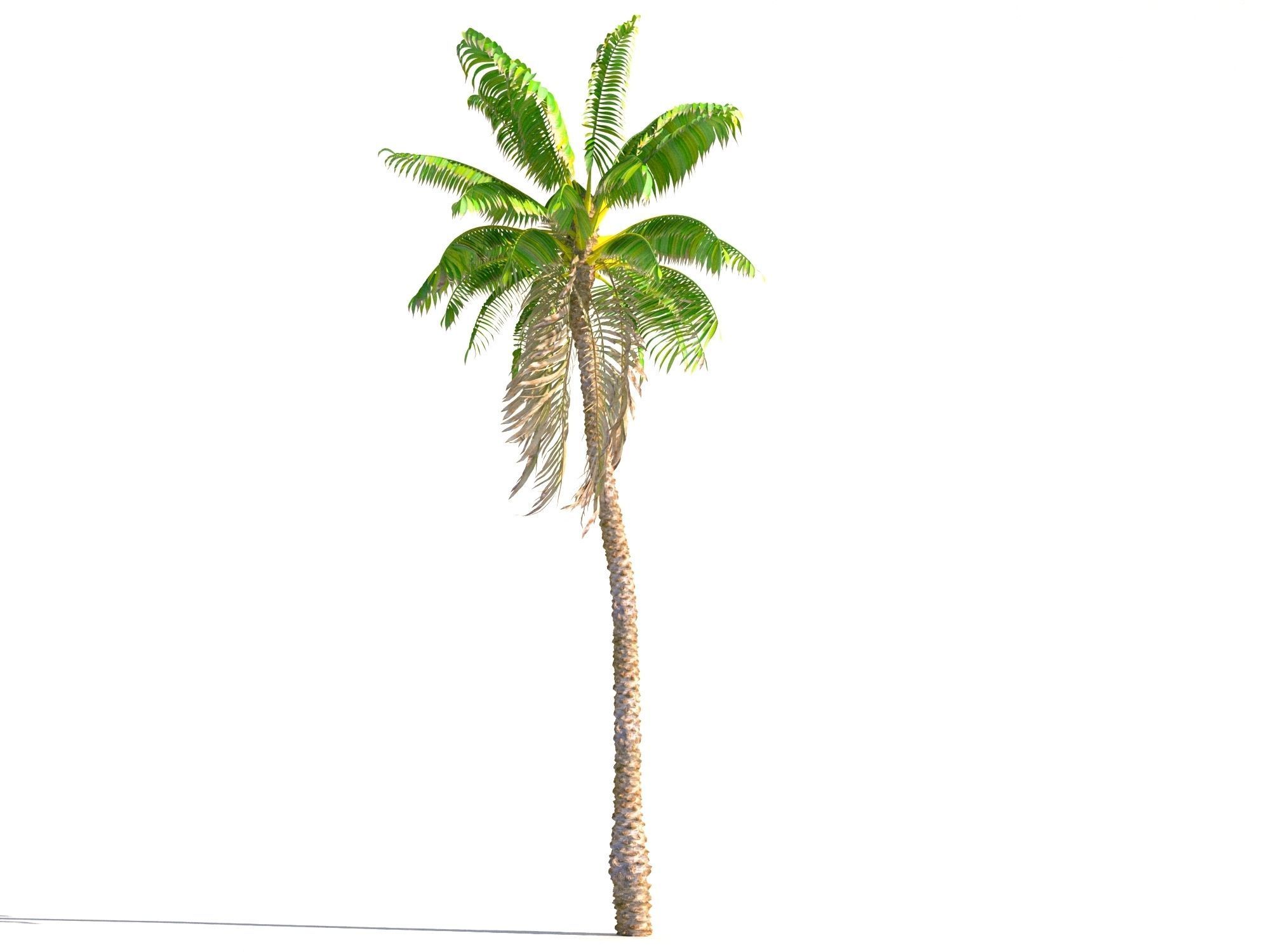 Animated Palm Trees 3D model animated | CGTrader