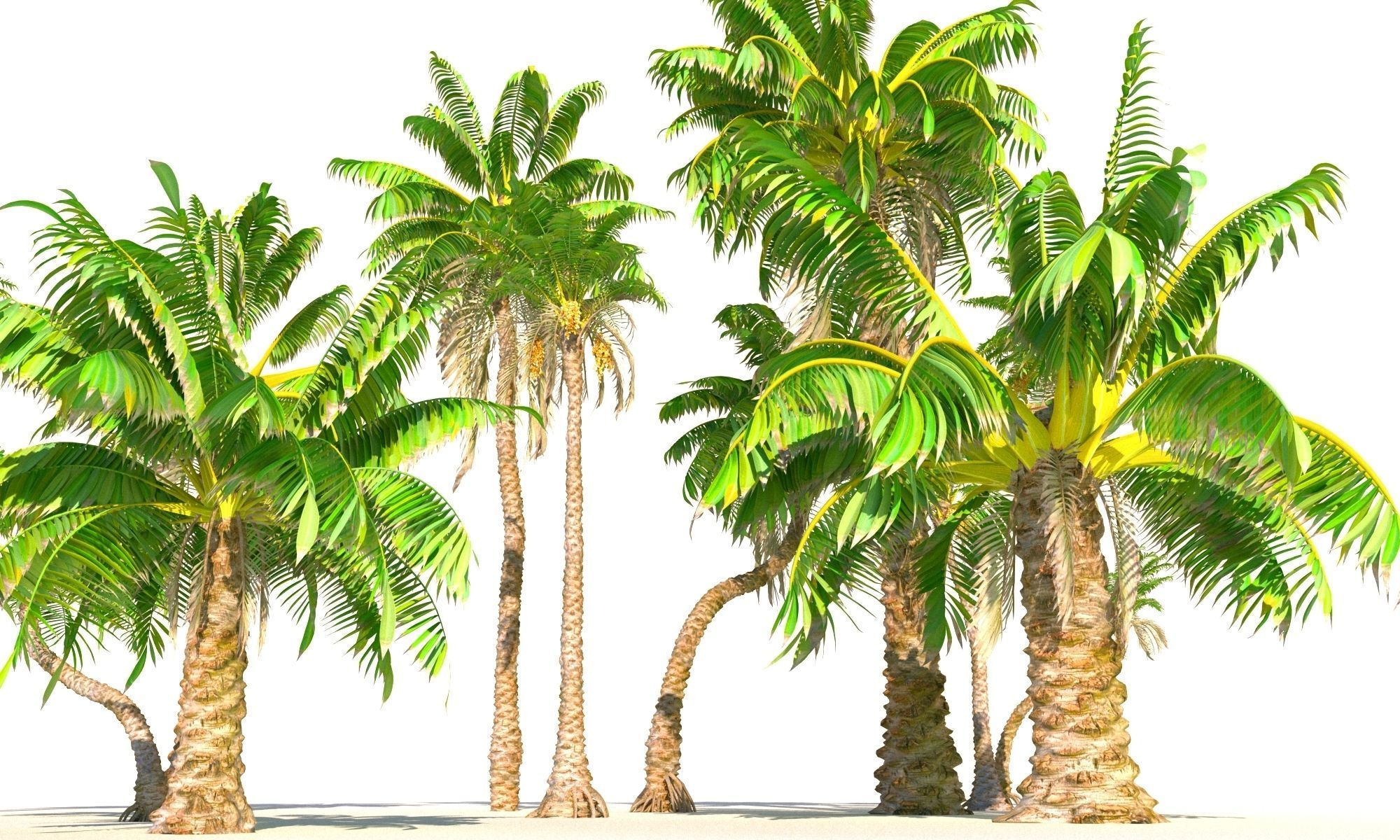Animated Palm Trees 3D model animated | CGTrader