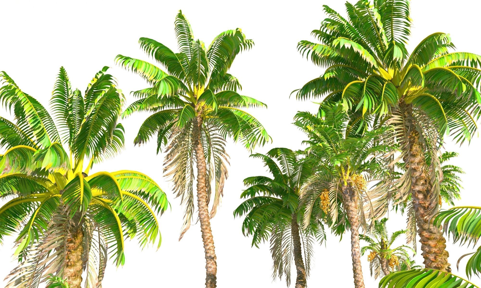 Animated Palm Trees 3D model animated | CGTrader