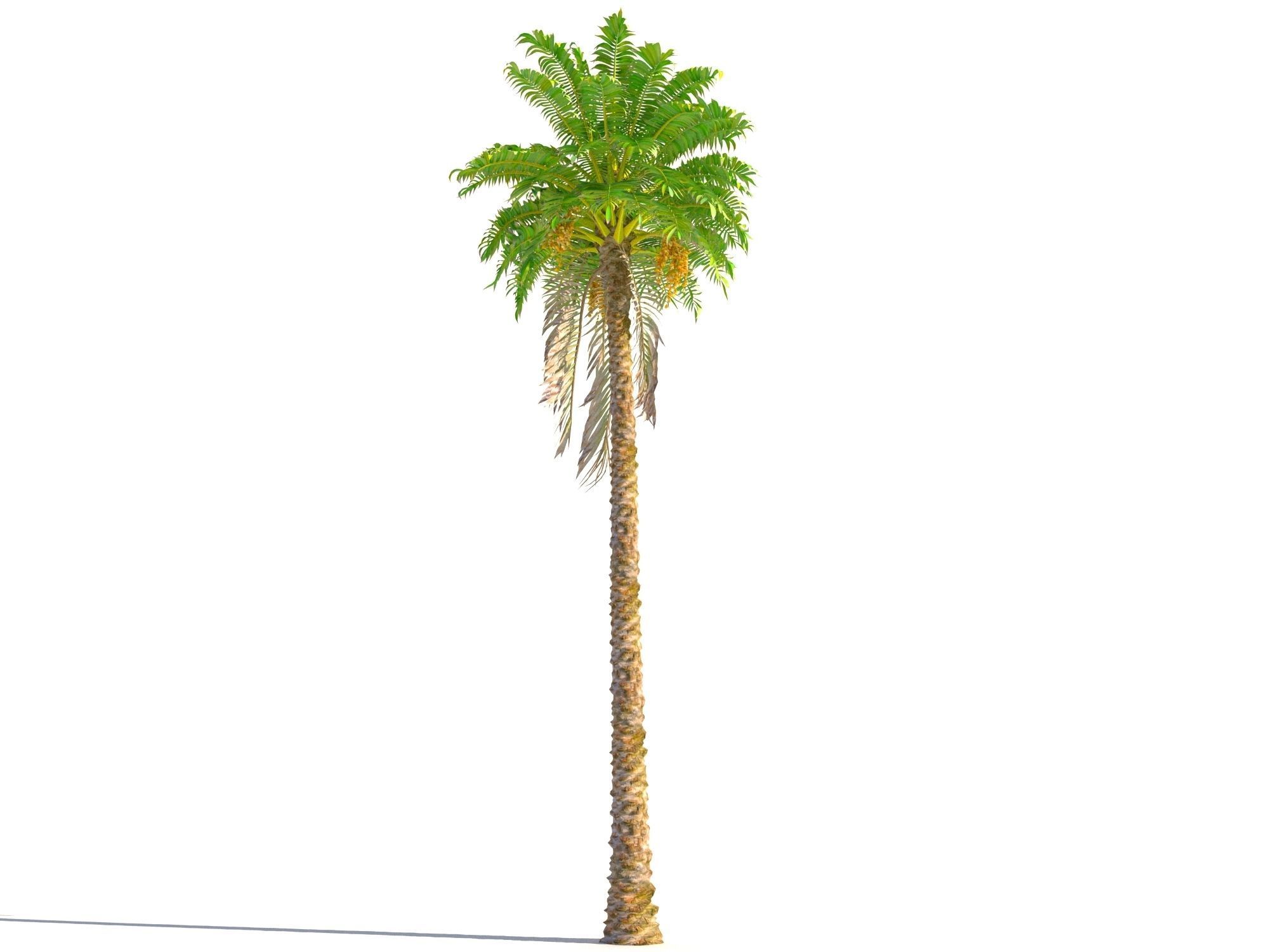 Animated Palm Trees 3D model animated | CGTrader