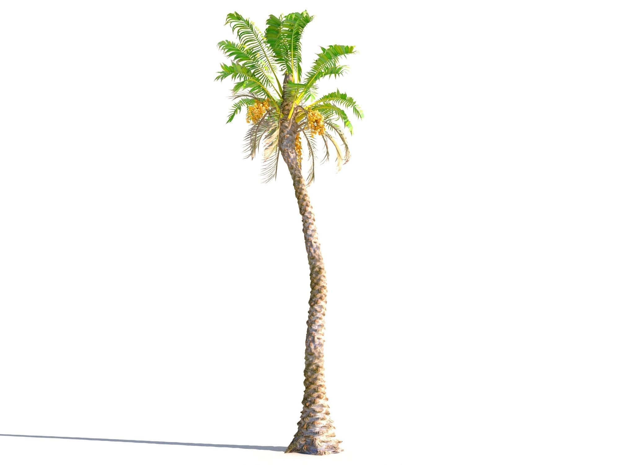 Animated Palm Trees 3D model animated | CGTrader