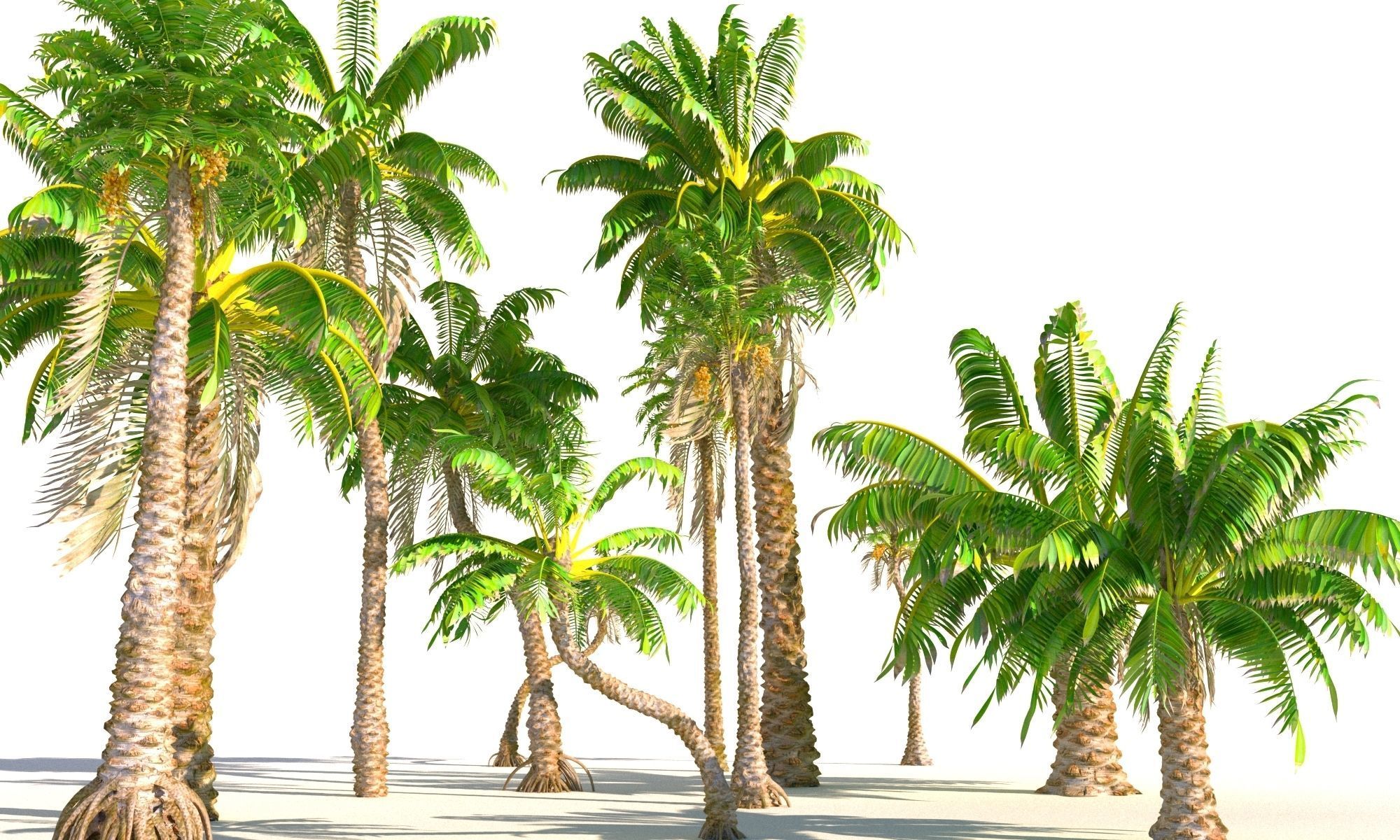 Animated Palm Trees 3D model animated | CGTrader