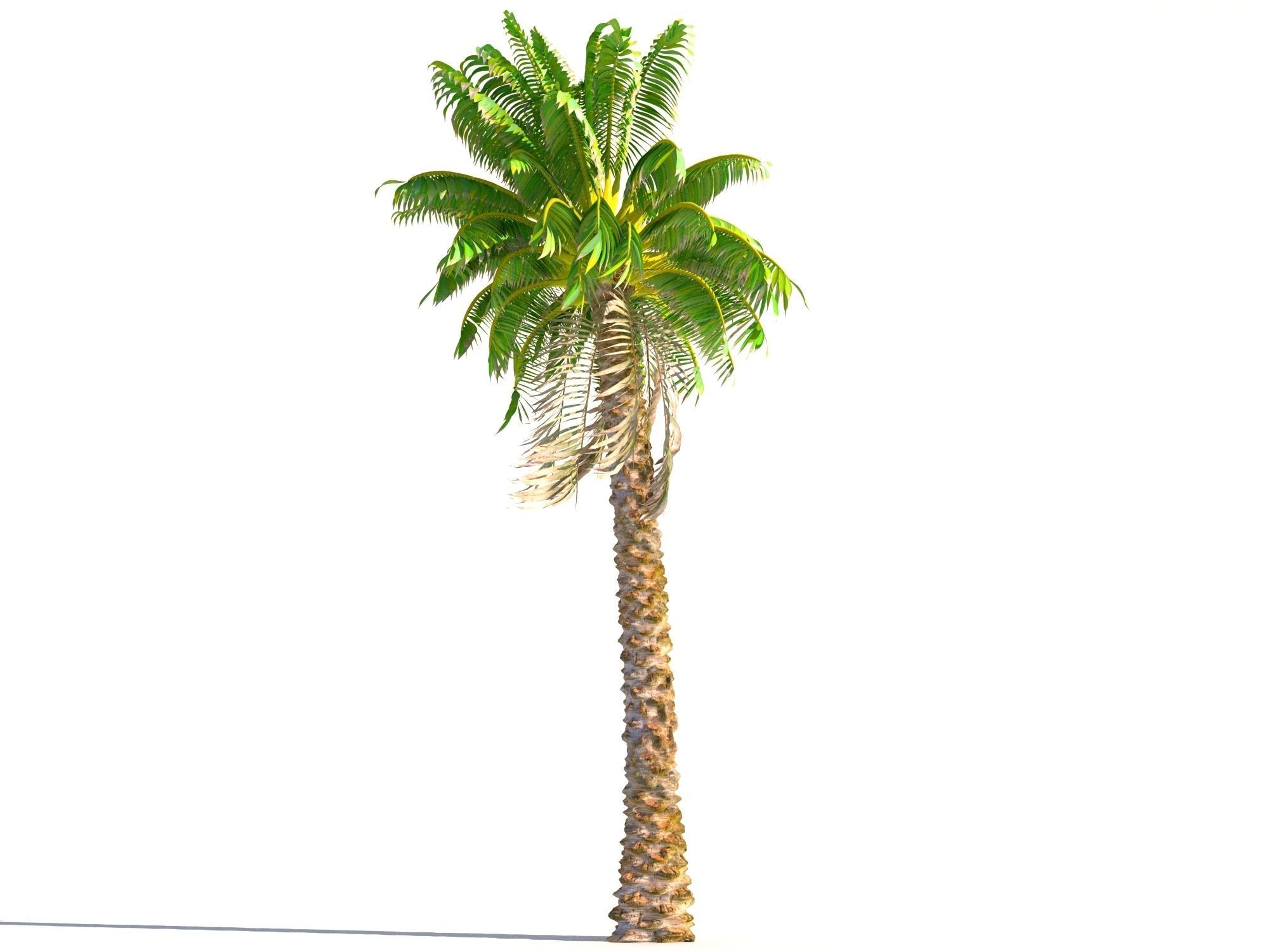 Animated Palm Trees 3D model animated | CGTrader