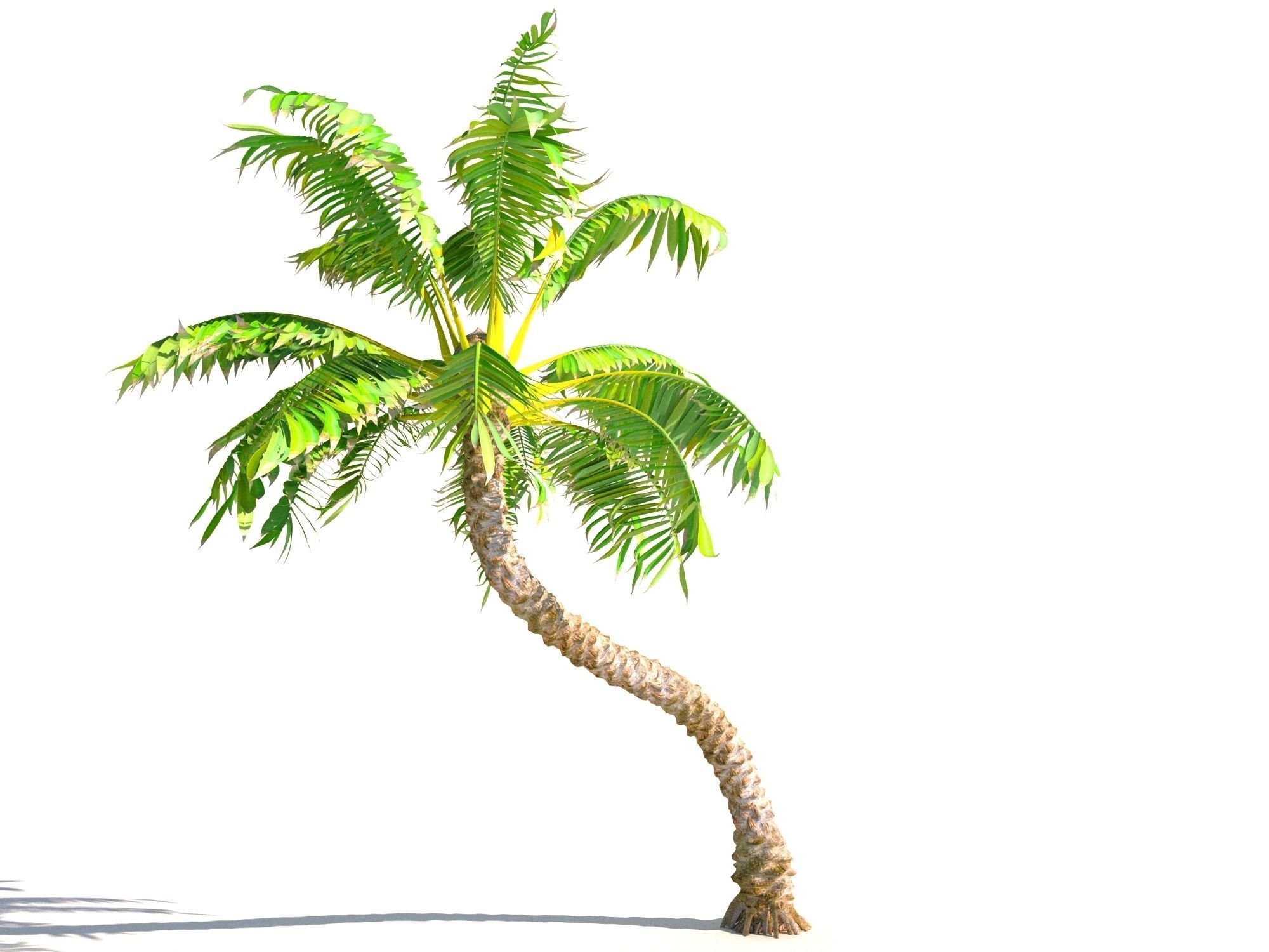 Animated Palm Trees 3D model animated | CGTrader