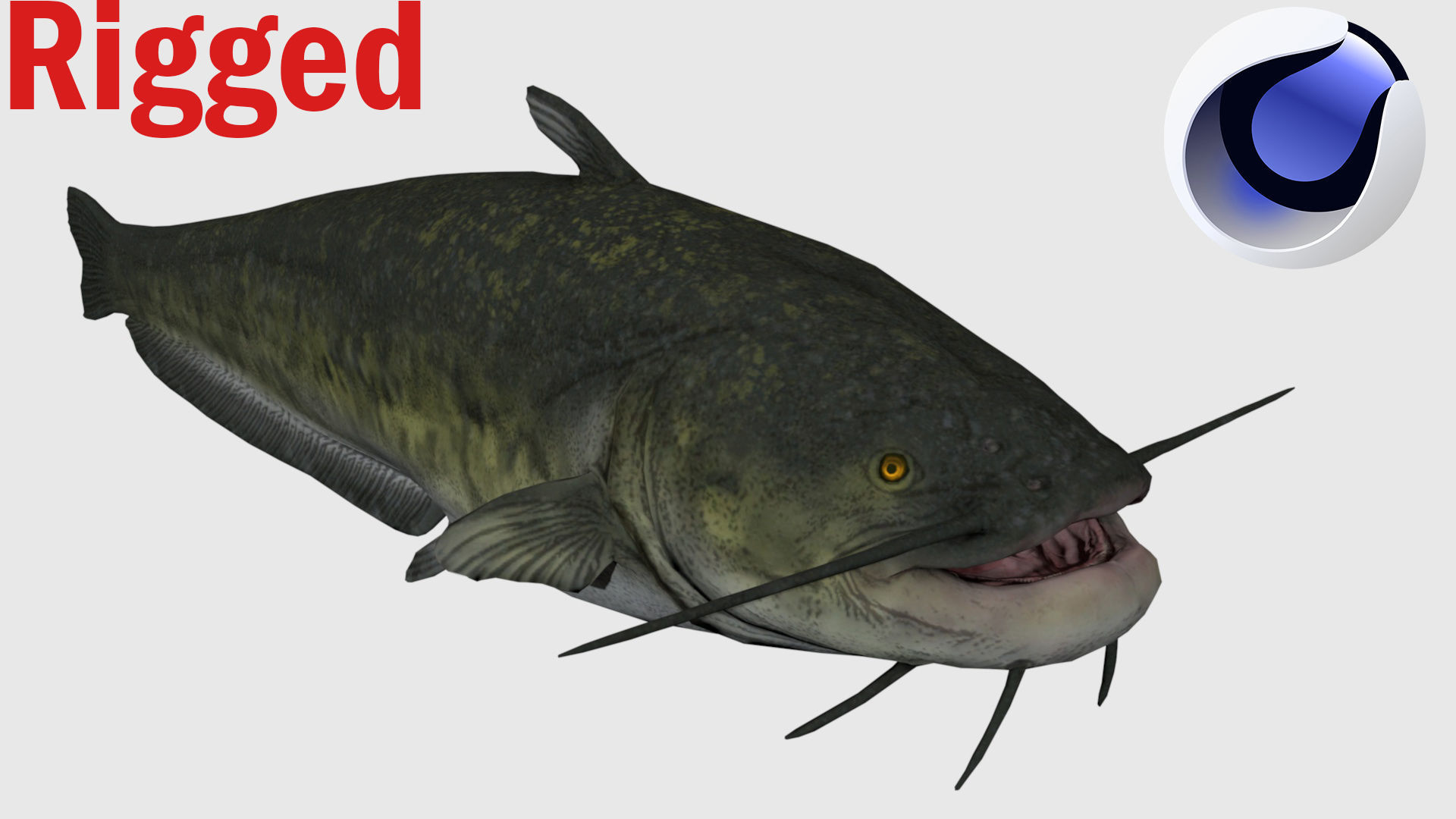Catfish Rigged 3D model rigged | CGTrader