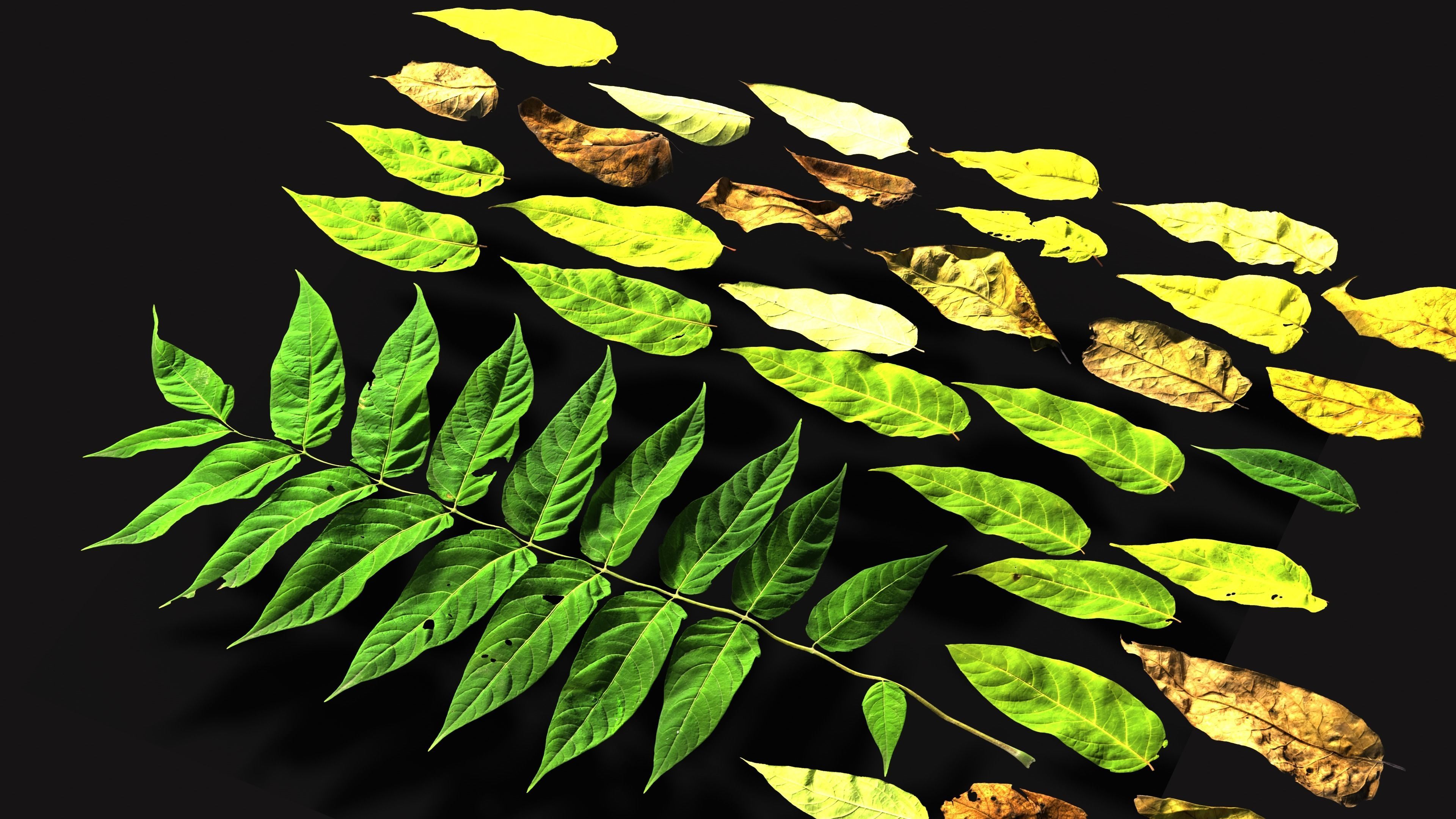 Huge 6K atlas pack - 40 types - 16 bit Texture | CGTrader