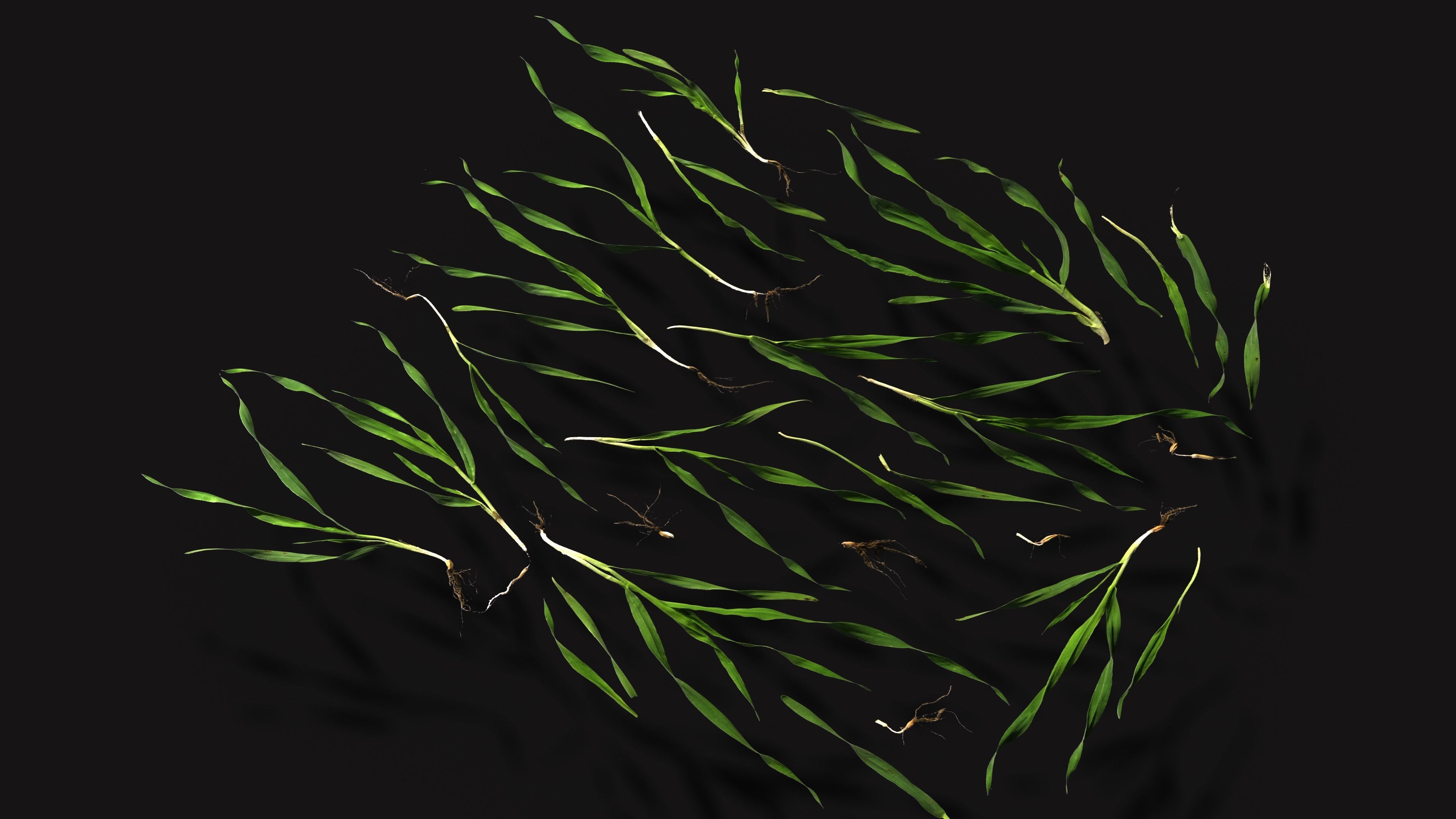 Huge 6K atlas pack - 40 types - 16 bit Texture | CGTrader