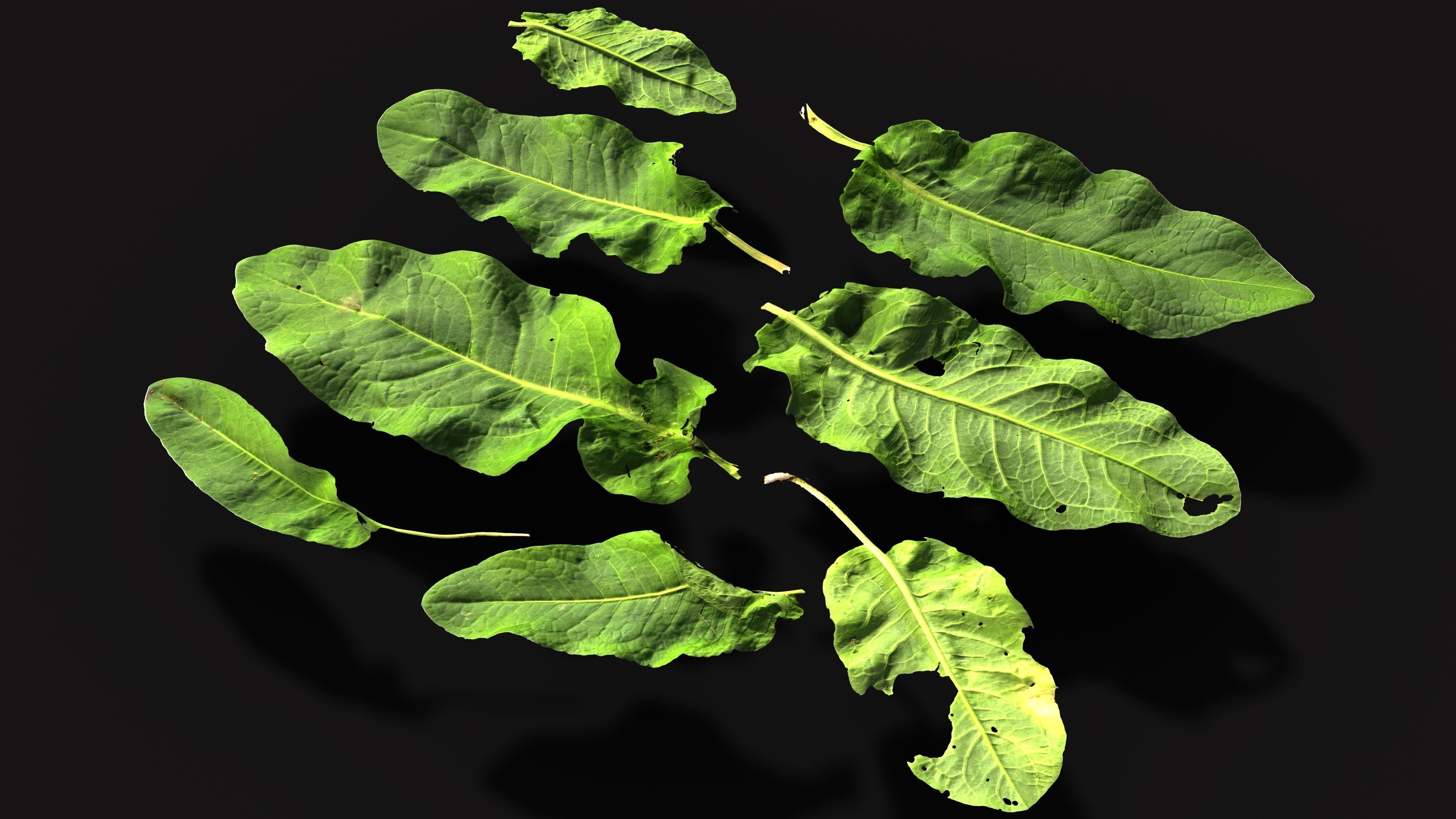 Huge 6K atlas pack - 40 types - 16 bit Texture | CGTrader