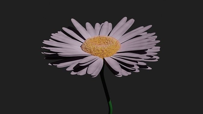 Purple Daisy 3D model rigged | CGTrader