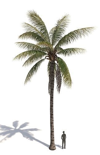 COCONUT TREE 02 - VISUALWORKS STORE - VRAY AND CORONA 3D model | CGTrader
