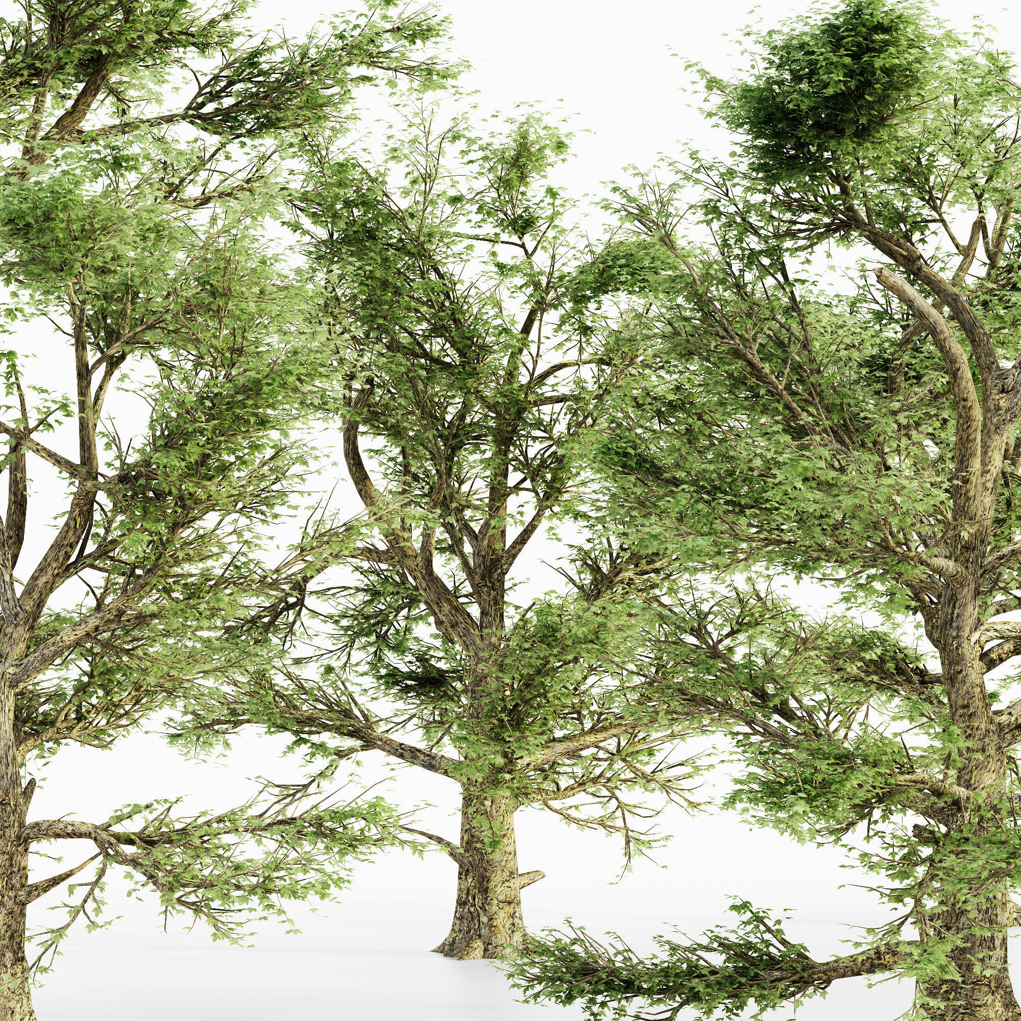 American Sycamore tree collection 3D model | CGTrader