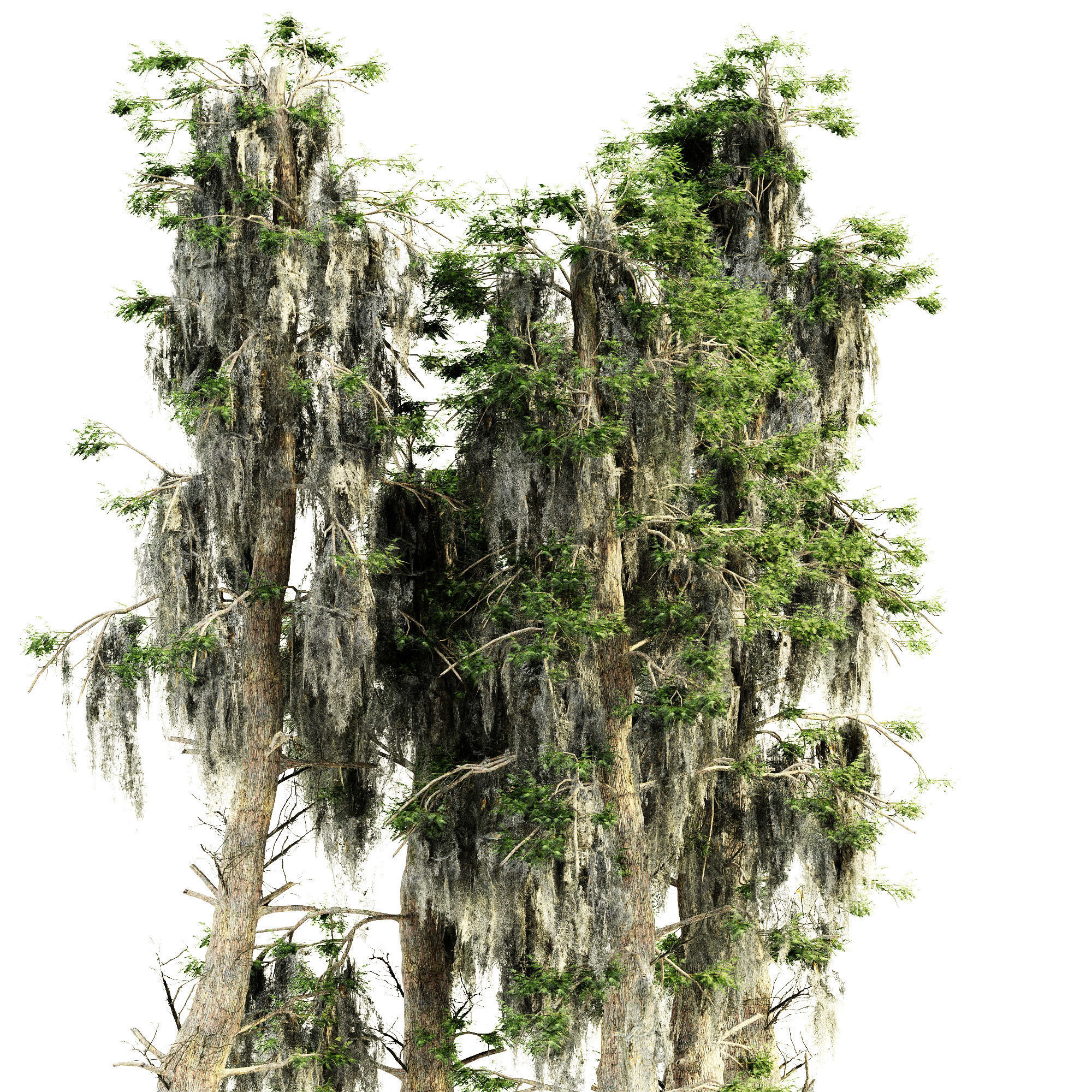 Bald Cypress tree collection 3D model | CGTrader
