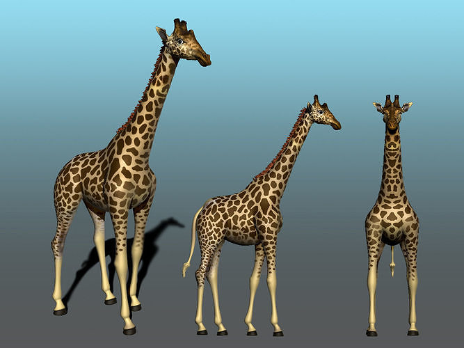 Girafe giraffe 3D model 3D printable | CGTrader