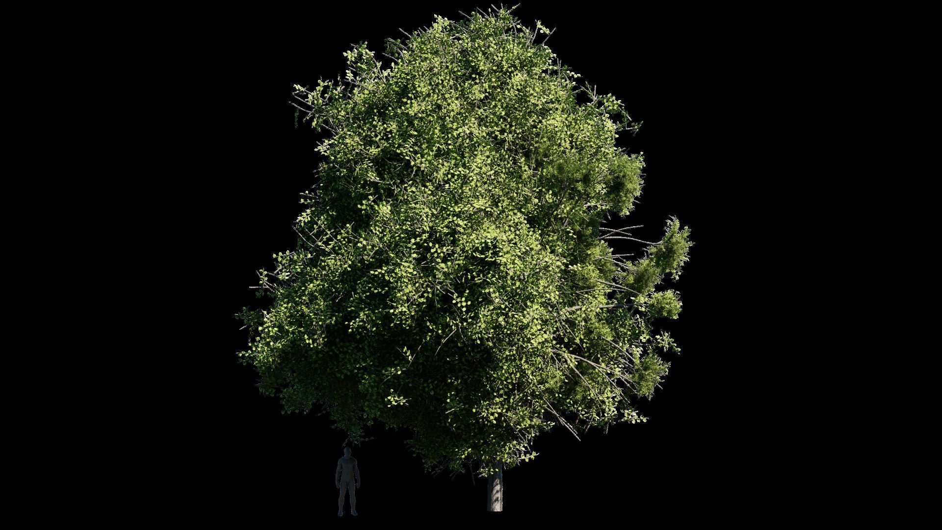 Trees Asset free 3D model | CGTrader