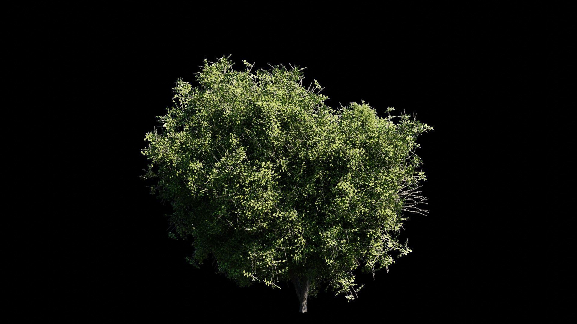 Trees Asset free 3D model | CGTrader