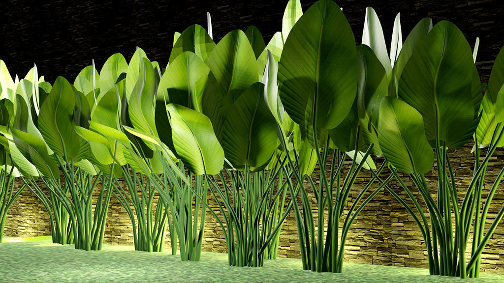 3D model CALATHEA LUTEA VR / AR / low-poly | CGTrader