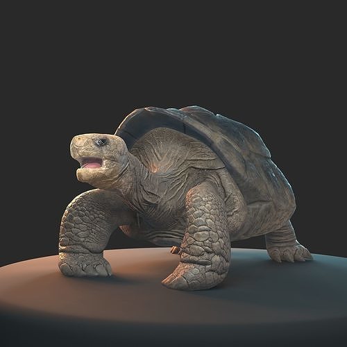 3D model Large land turtle PBR VR / AR / low-poly | CGTrader