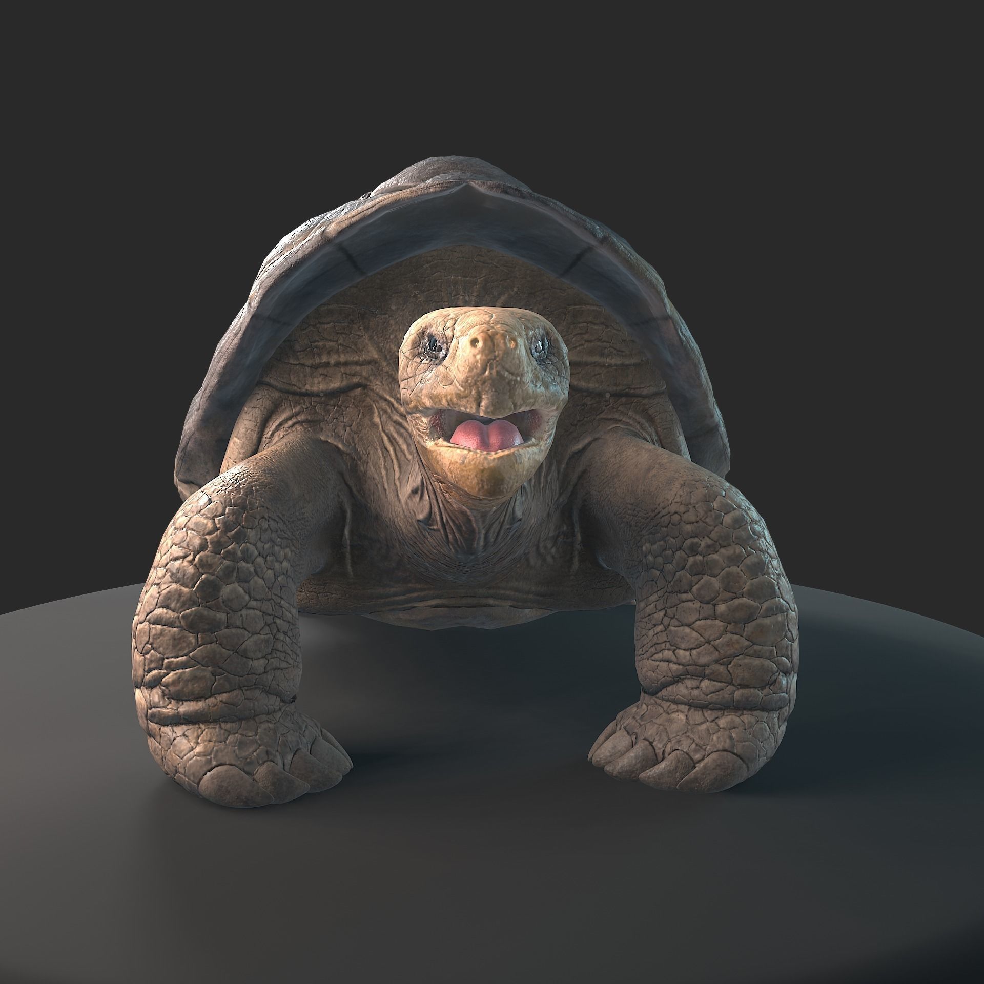 3D model Large land turtle PBR VR / AR / low-poly | CGTrader