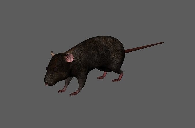 3D Realistic Rat Model with RIG 3D model | CGTrader