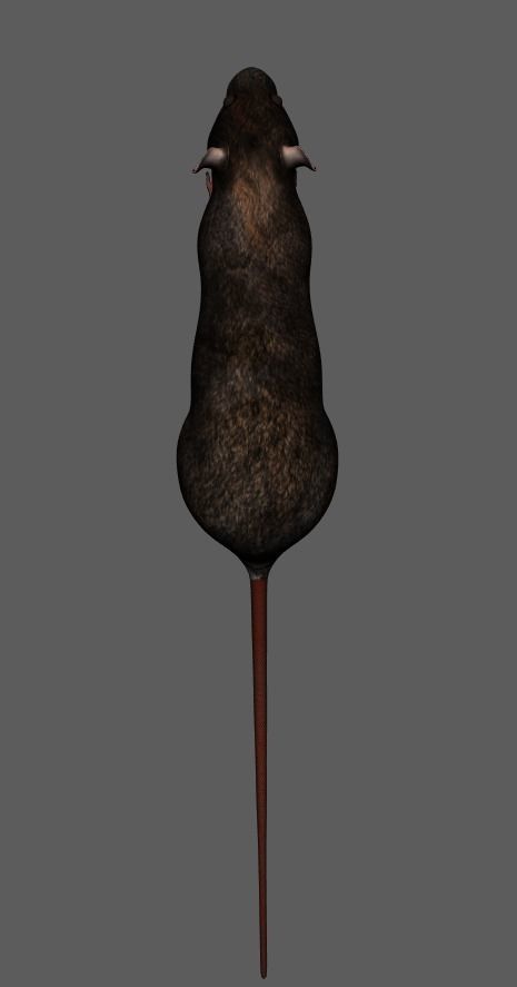 3D Realistic Rat Model with RIG 3D model | CGTrader