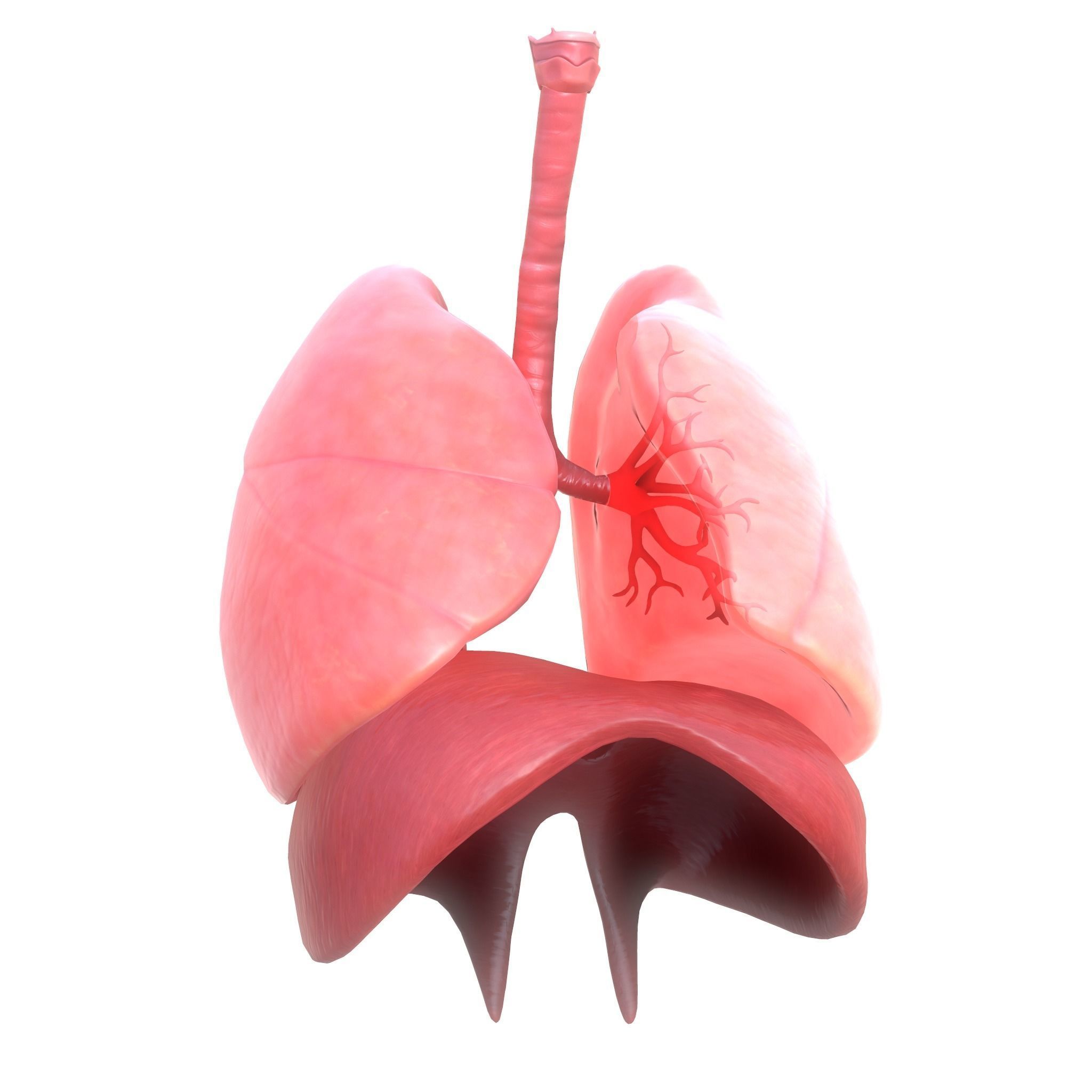 3D model Human Respiratory System Animation VR / AR / low-poly | CGTrader