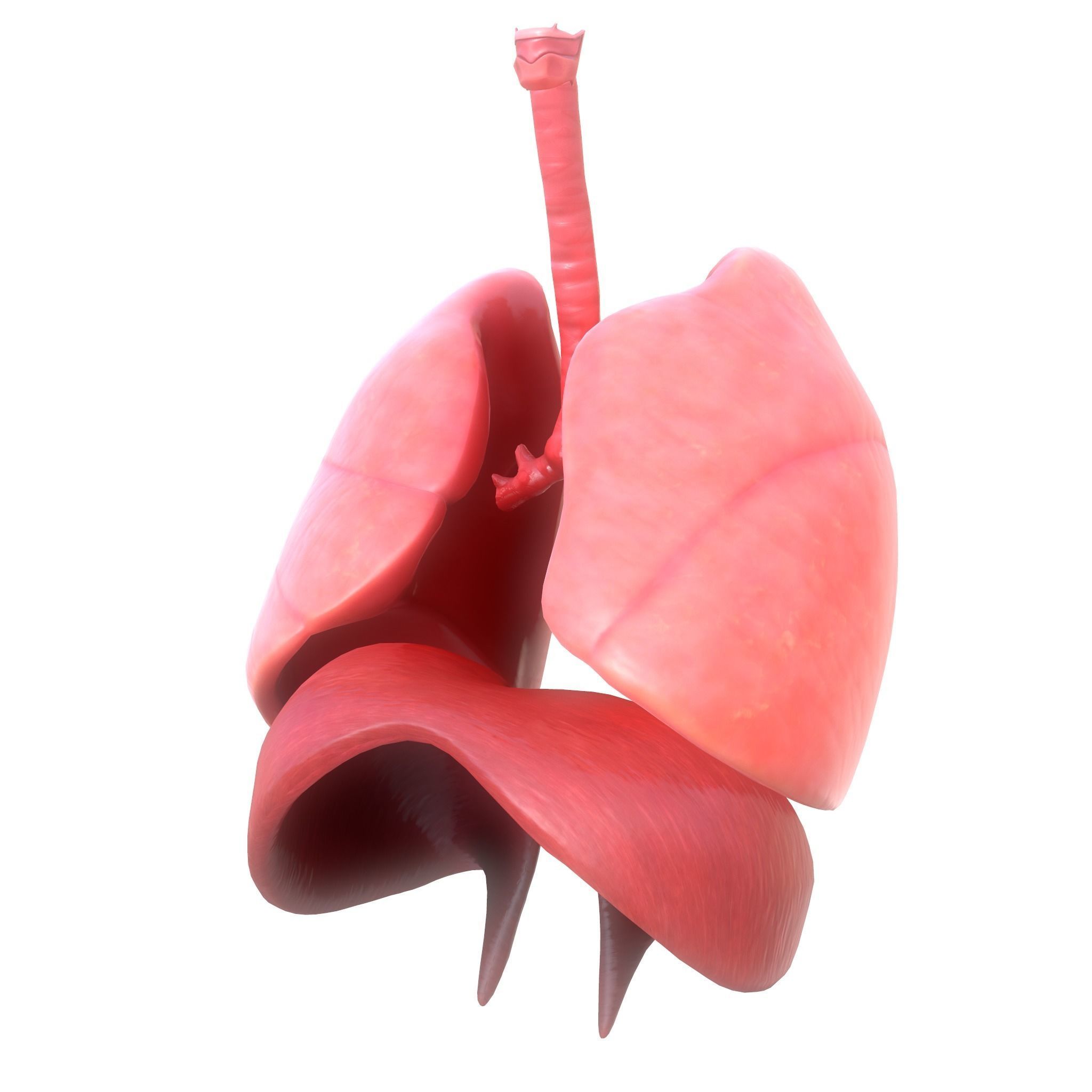 3D model Human Respiratory System Animation VR / AR / low-poly | CGTrader