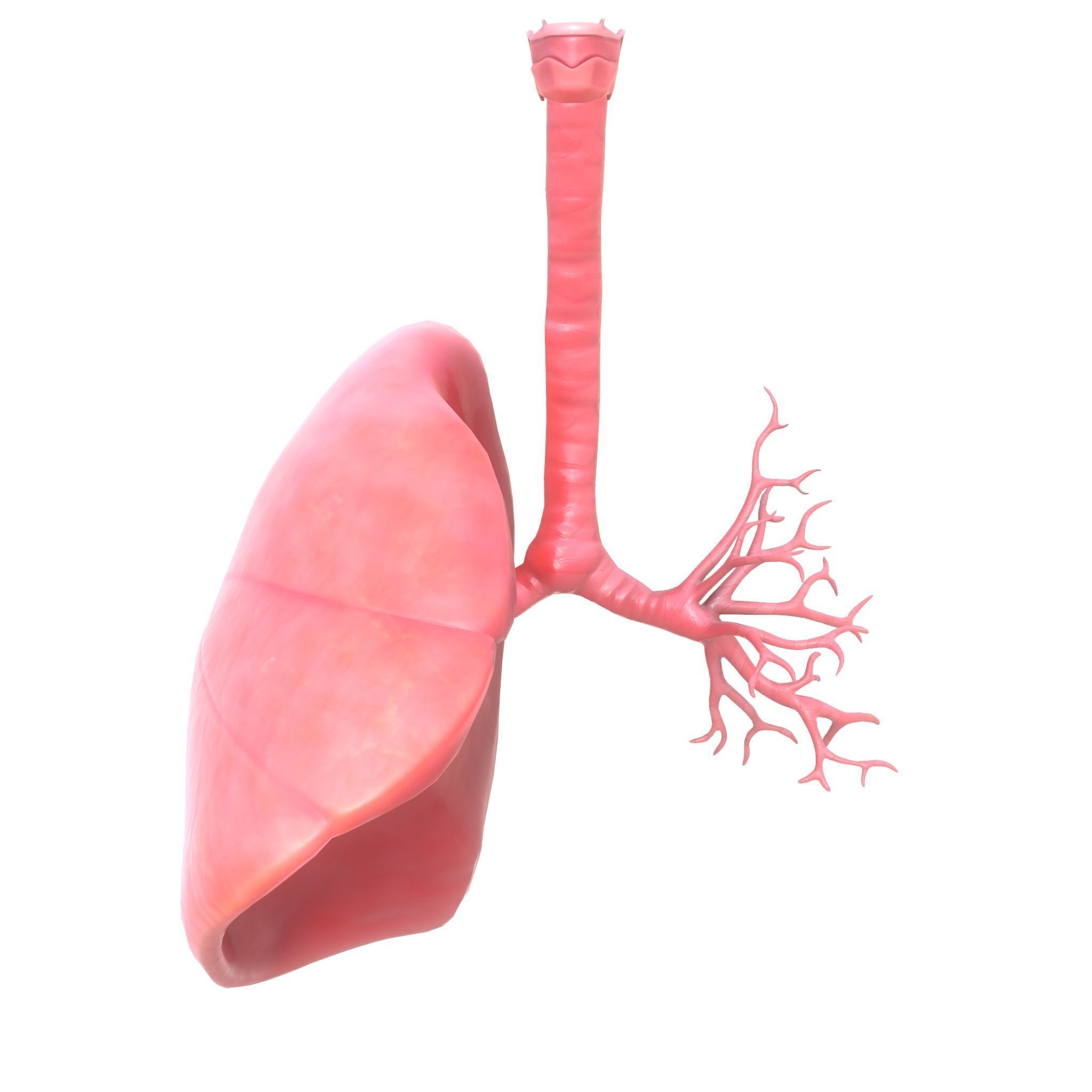 3D model Human Respiratory System Animation VR / AR / low-poly | CGTrader