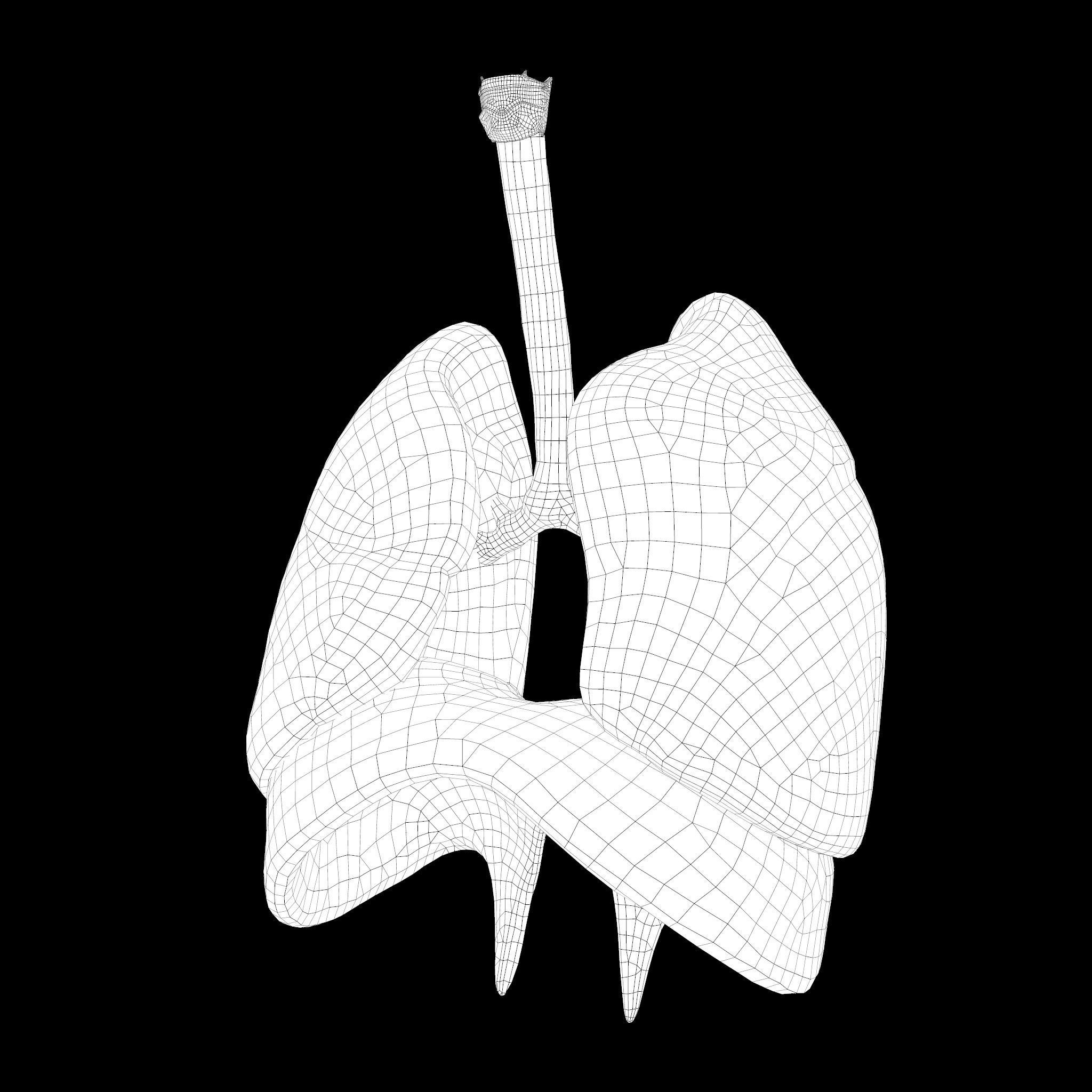 3D model Human Respiratory System Animation VR / AR / low-poly | CGTrader