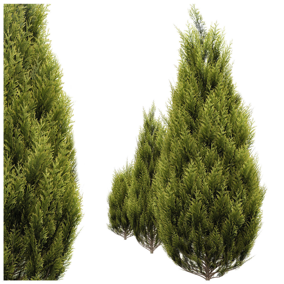 Thuya gold 3D model | CGTrader