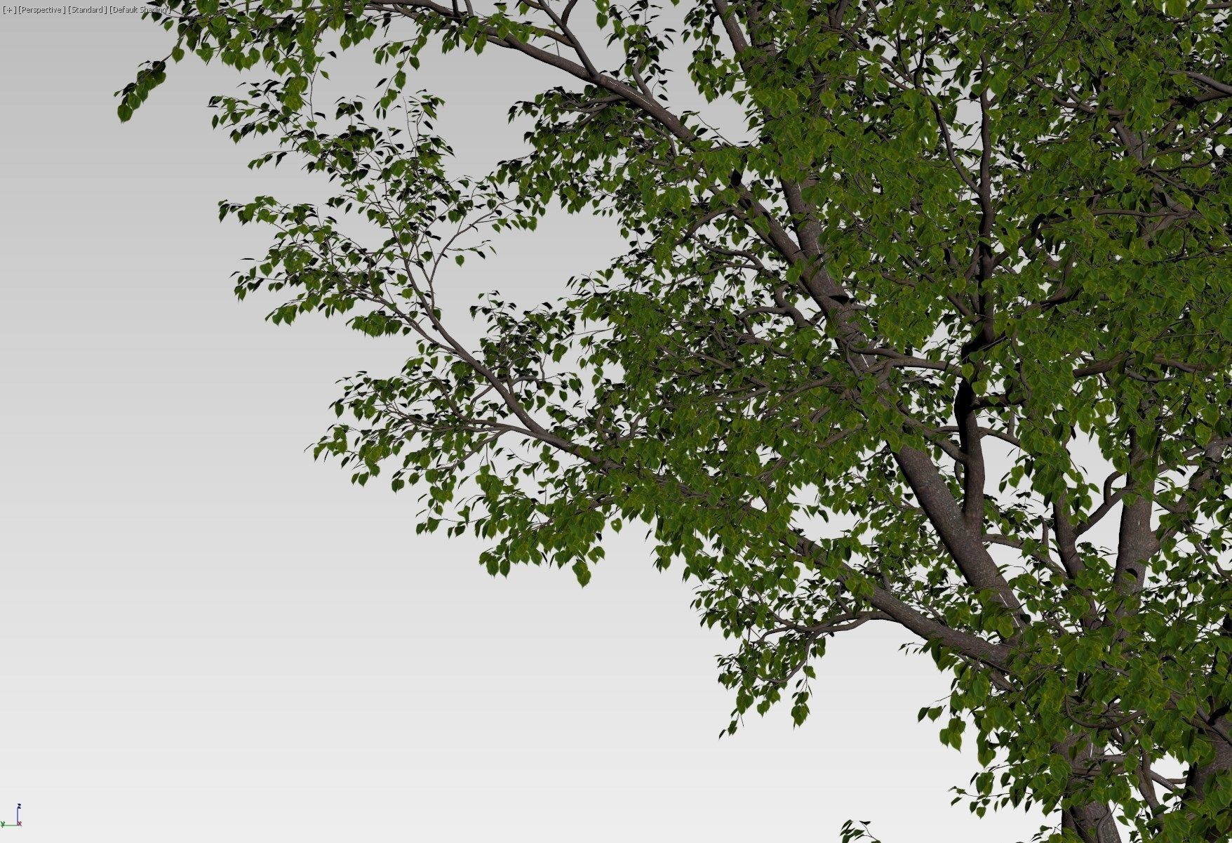 Natural large tree 3D model | CGTrader