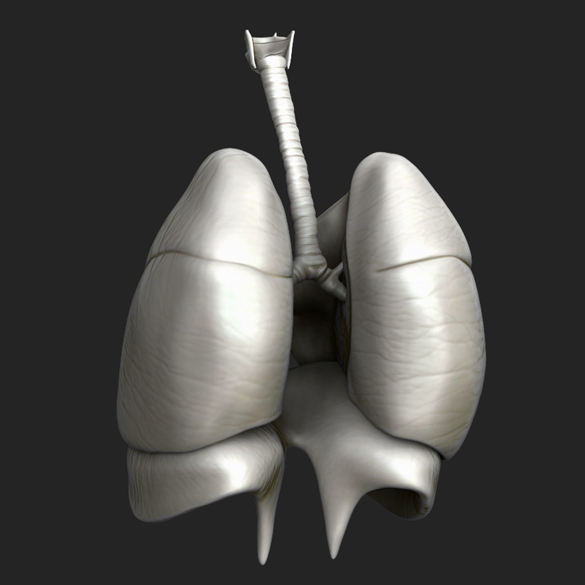 Human Respiratory System Sculpt 3D model | CGTrader