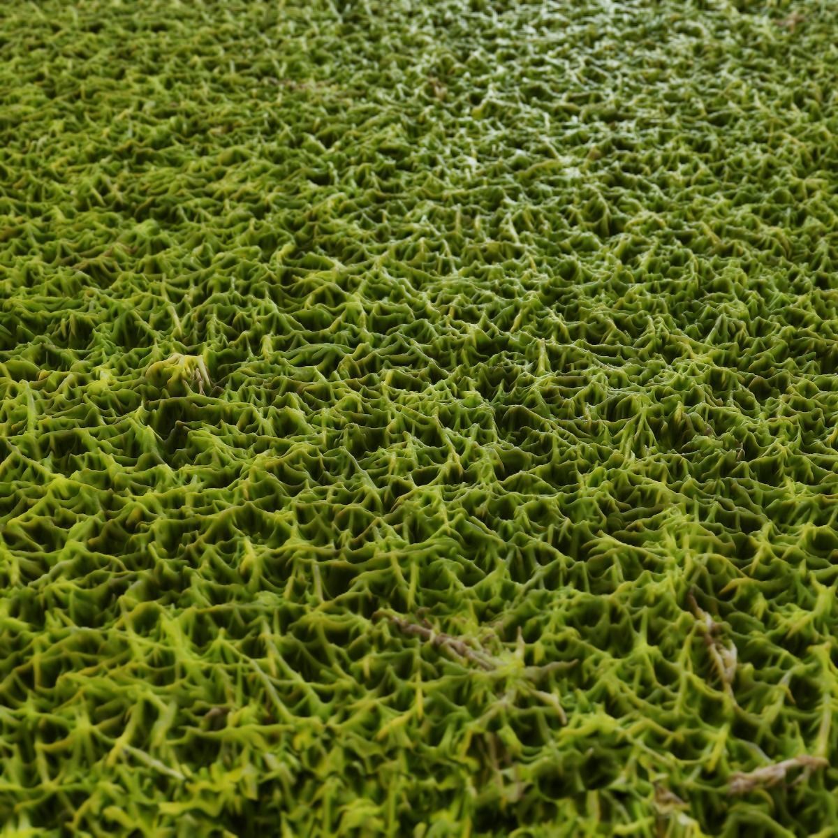 Moss PBR Texture Texture | CGTrader
