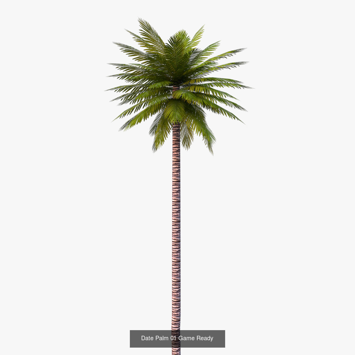 3D Model Collection Palm Trees Low Poly VR / AR / low-poly | CGTrader
