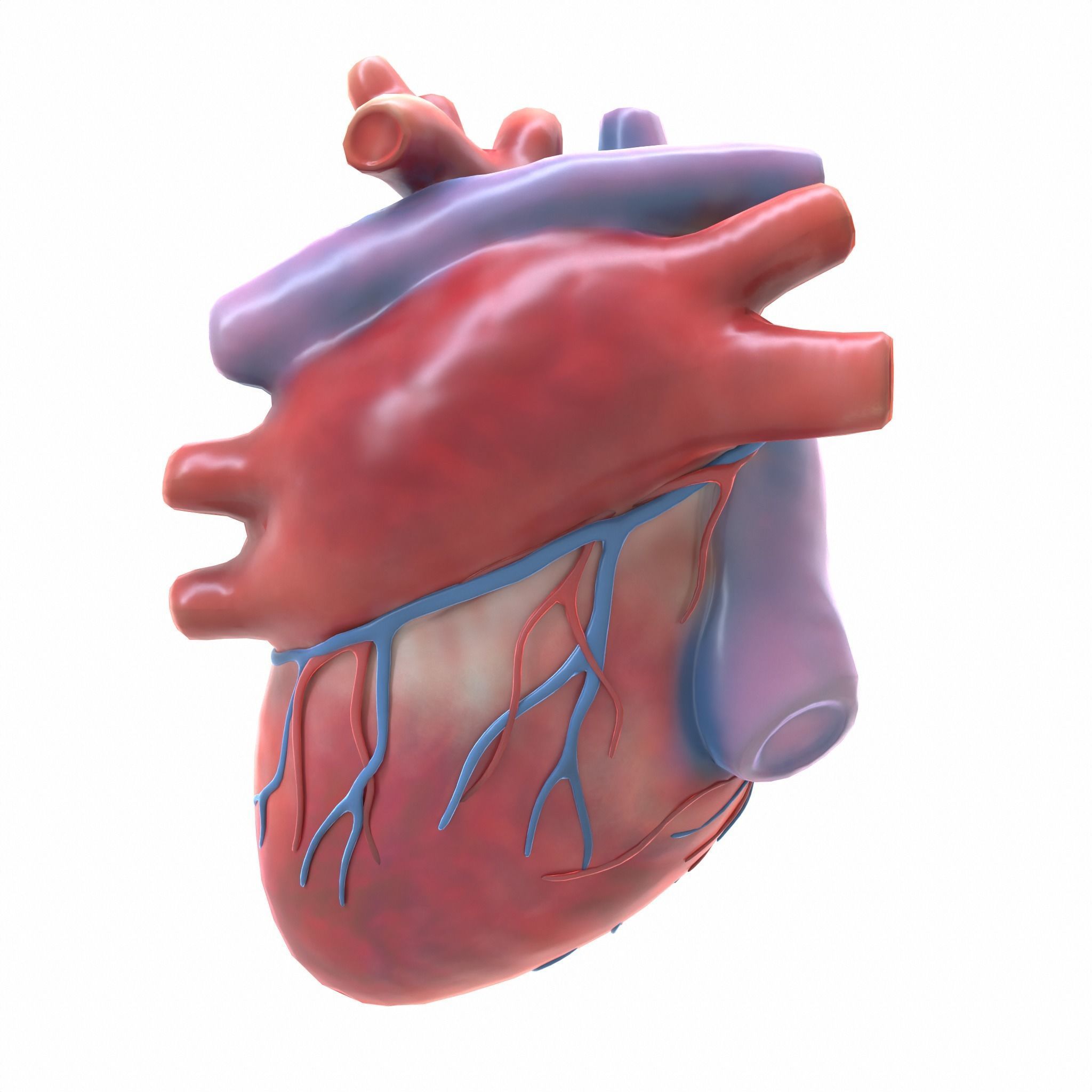 3D model Human Heart VR / AR / low-poly | CGTrader