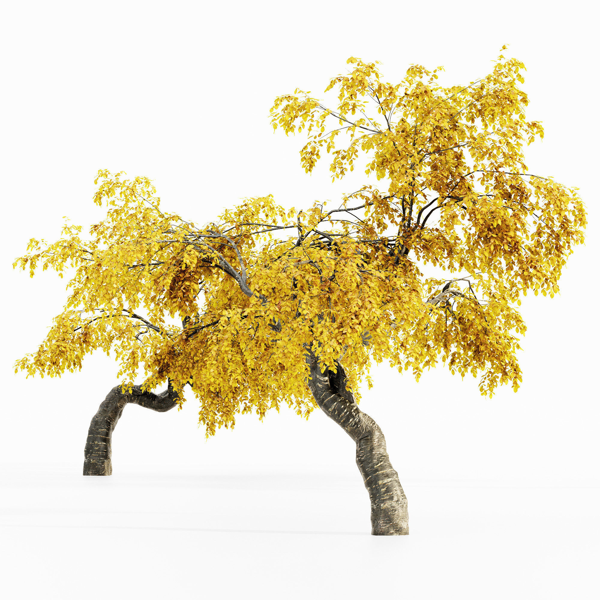 Cherry Fall tree collection 5 trees in the scene 3D model | CGTrader