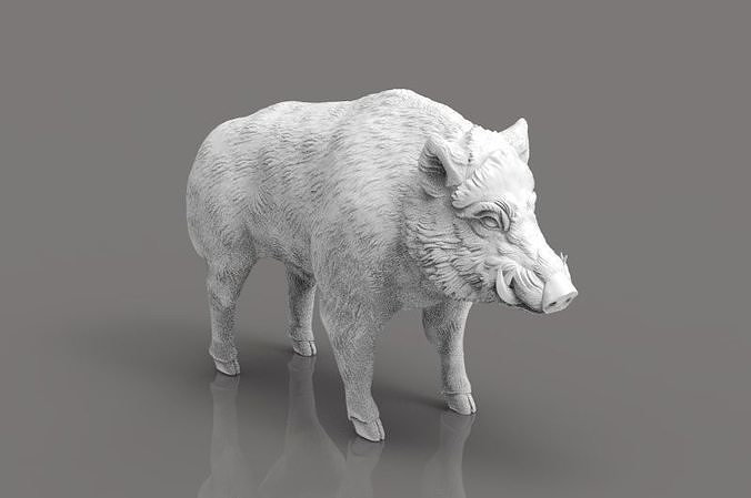 Boar 3D Model wild 3D model 3D printable | CGTrader