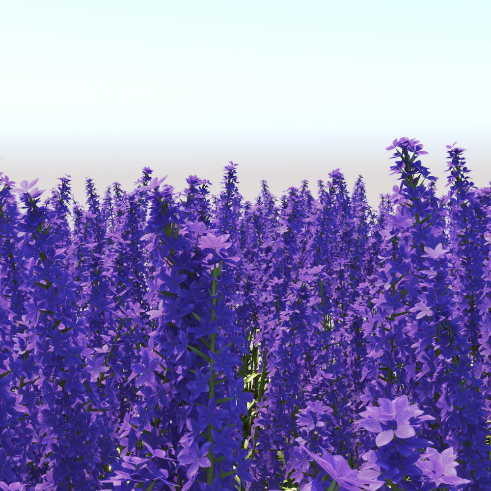 3D model Lavandula Angustifolia VR / AR / low-poly | CGTrader